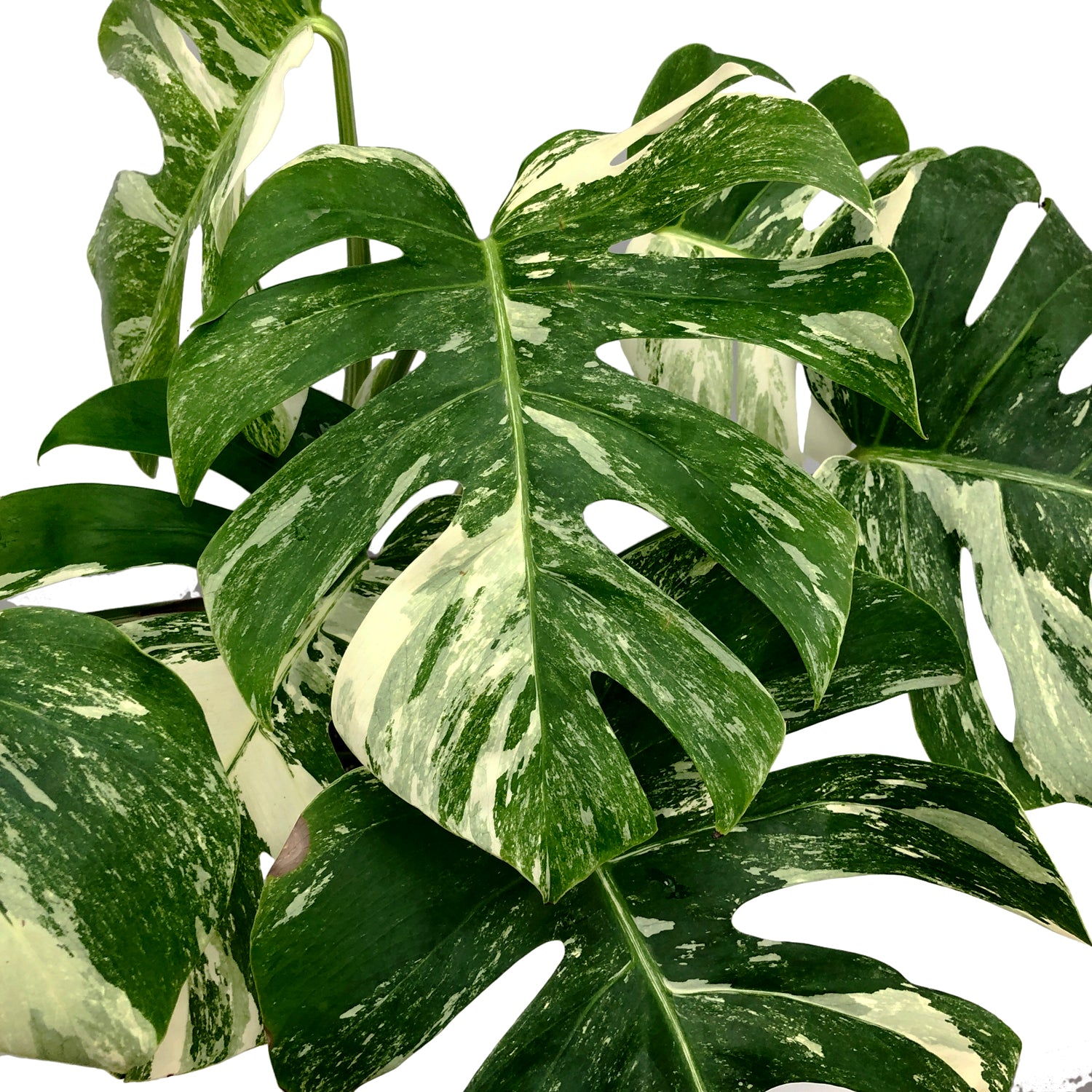 Exotic Tropical Plant Auction | Steve's Leaves Rare Tropical Plants