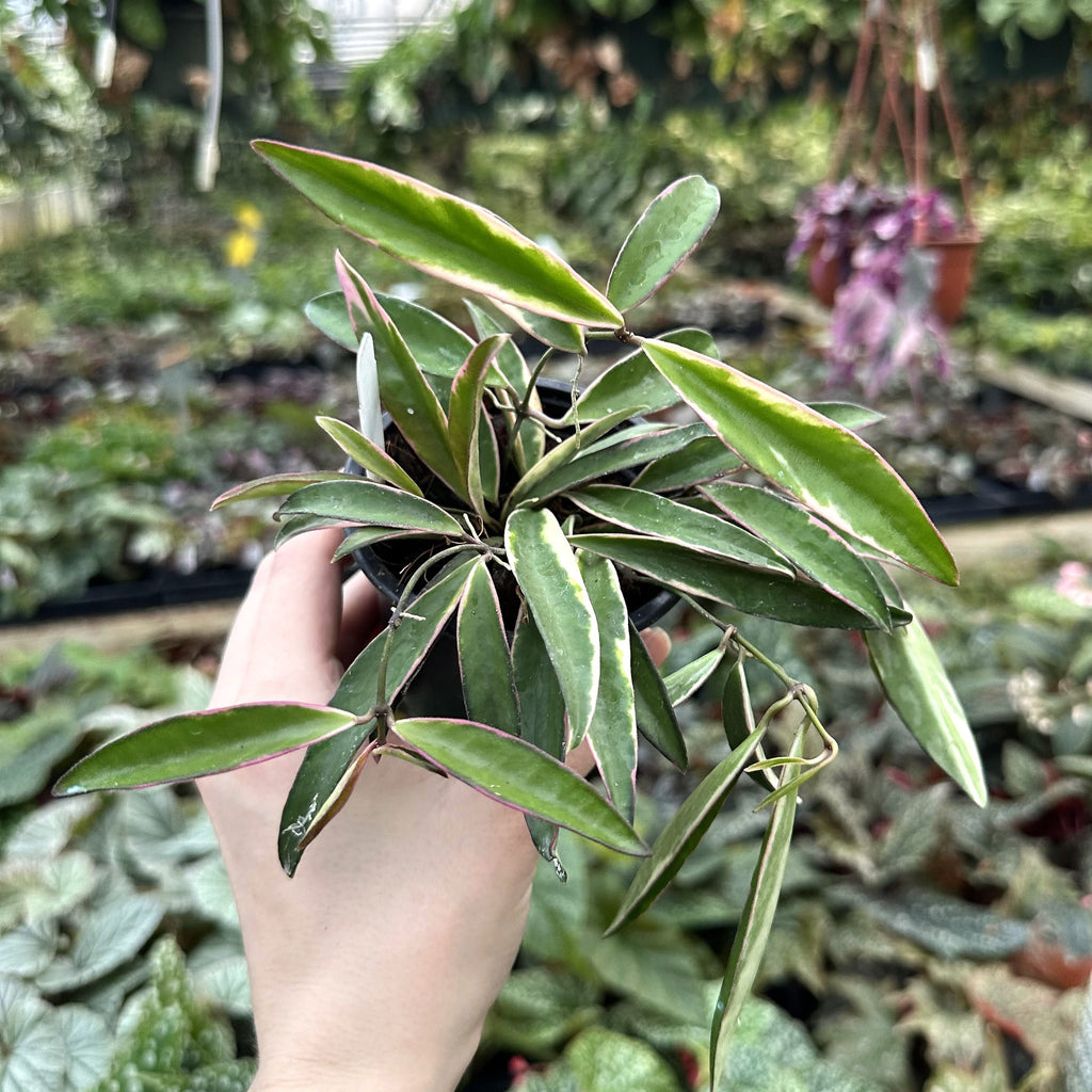 Hoya Lori Lyn | Butterscotch Aroma Hoya Wayetii | Steve's Leaves