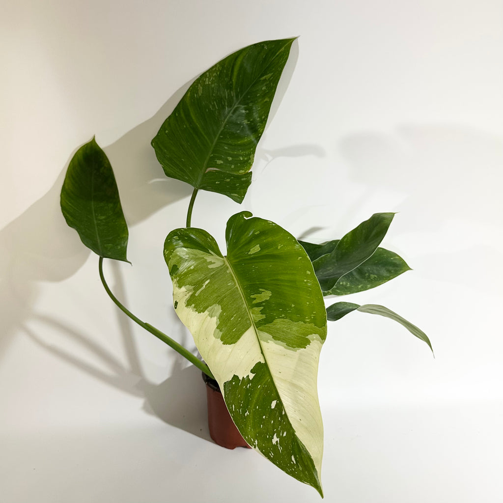 Z-5094 - Philodendron 'Jose Buono' (Non-TC) – Steve's Leaves