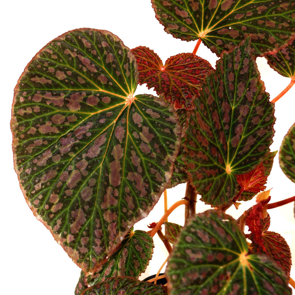 Begonia chlorosticta x chloroneura – Steve's Leaves