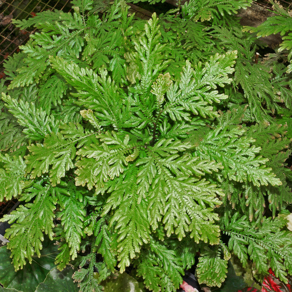 selaginella examples