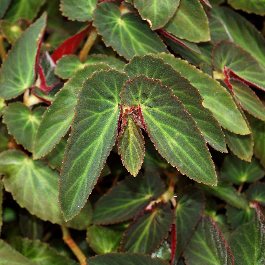 Begonia Withlacoochee Steves Leaves