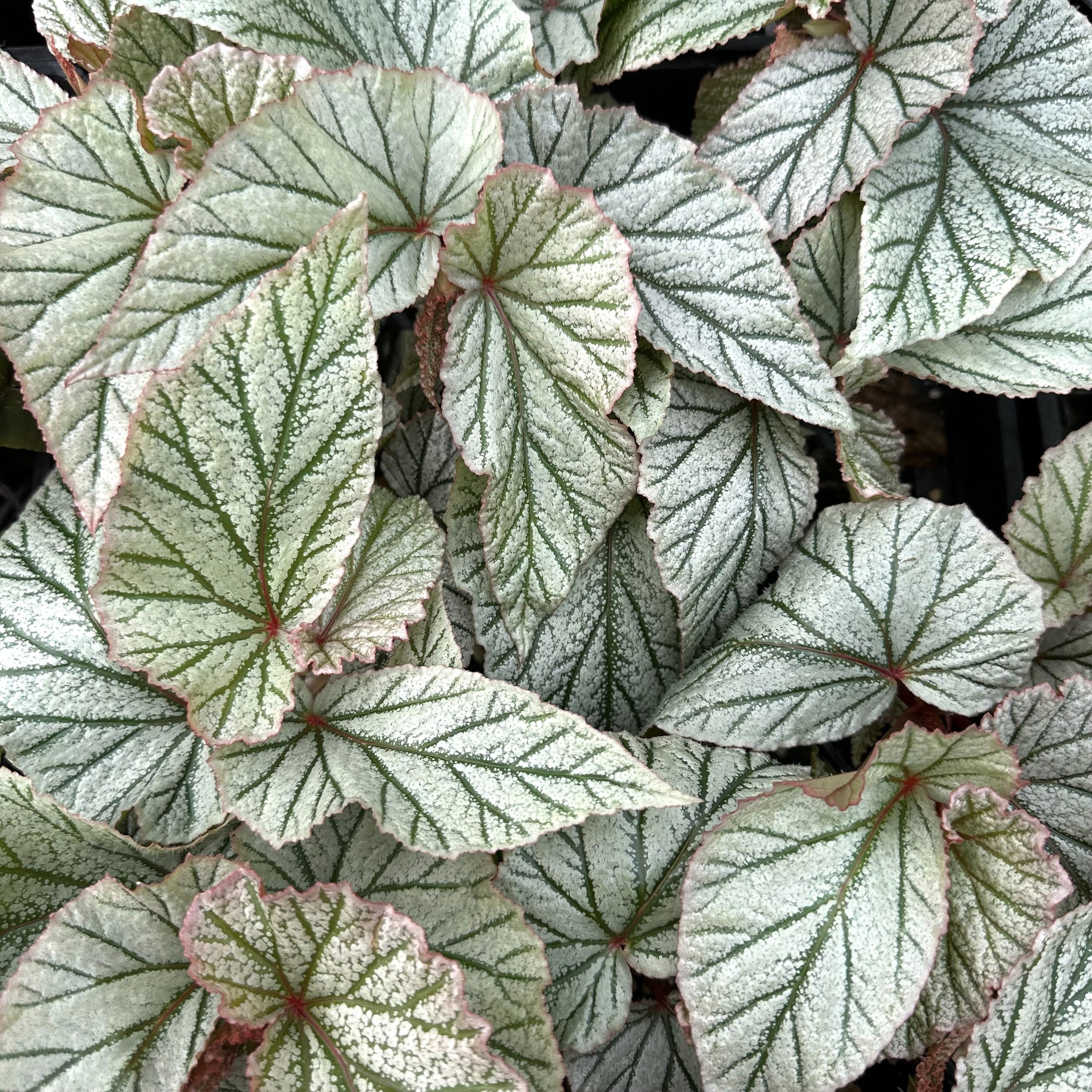 Plant Guide: Cane-like Begonias – Steve's Leaves