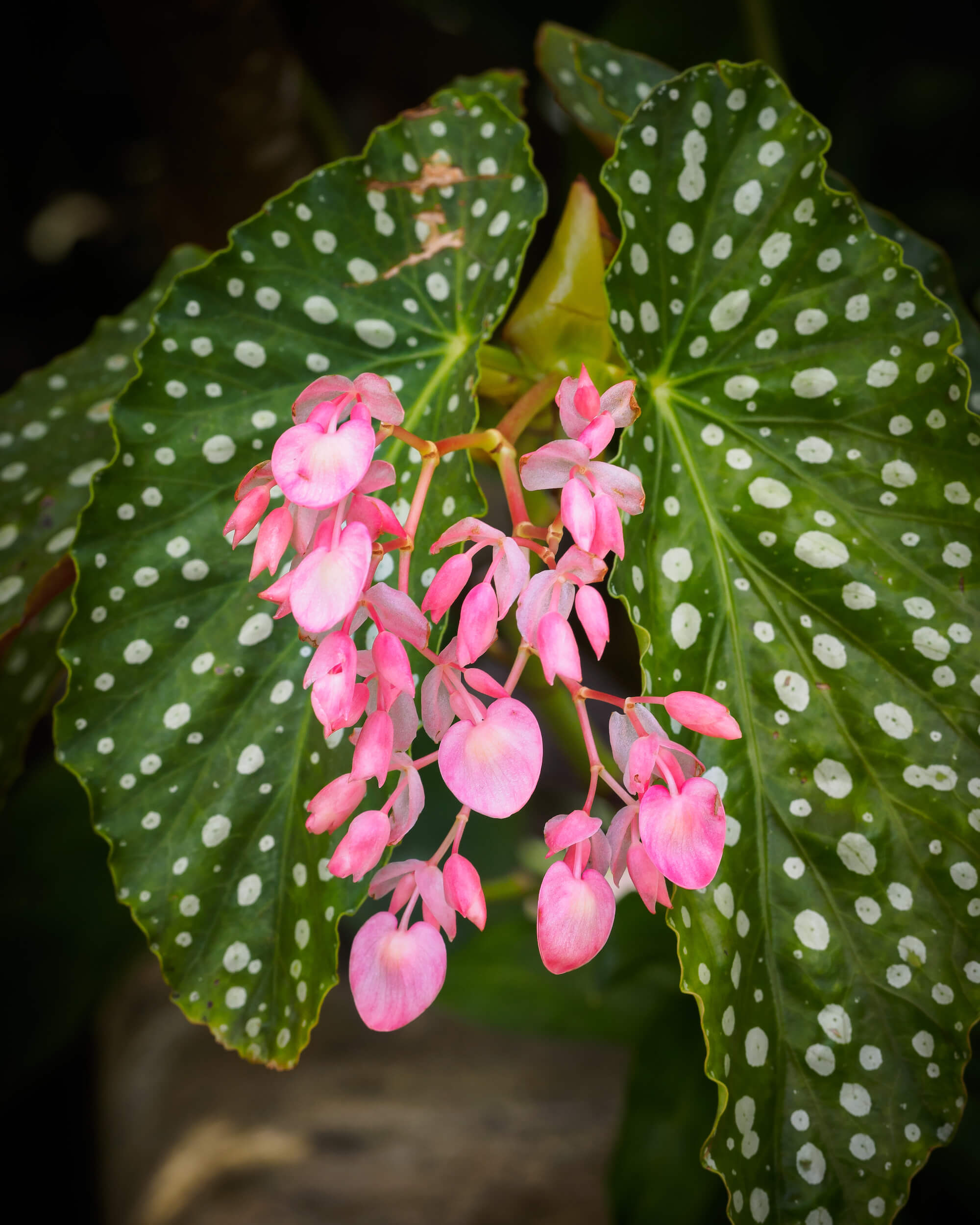 Staff Pick: Flamingo Queen – Steve's Leaves