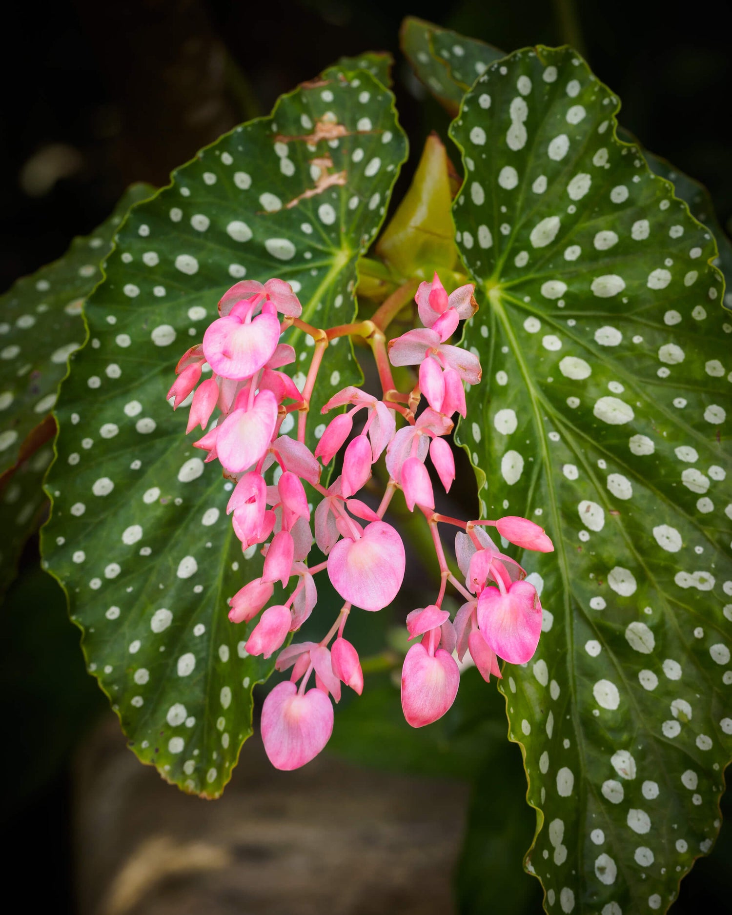 Staff Pick: Flamingo Queen – Steve's Leaves