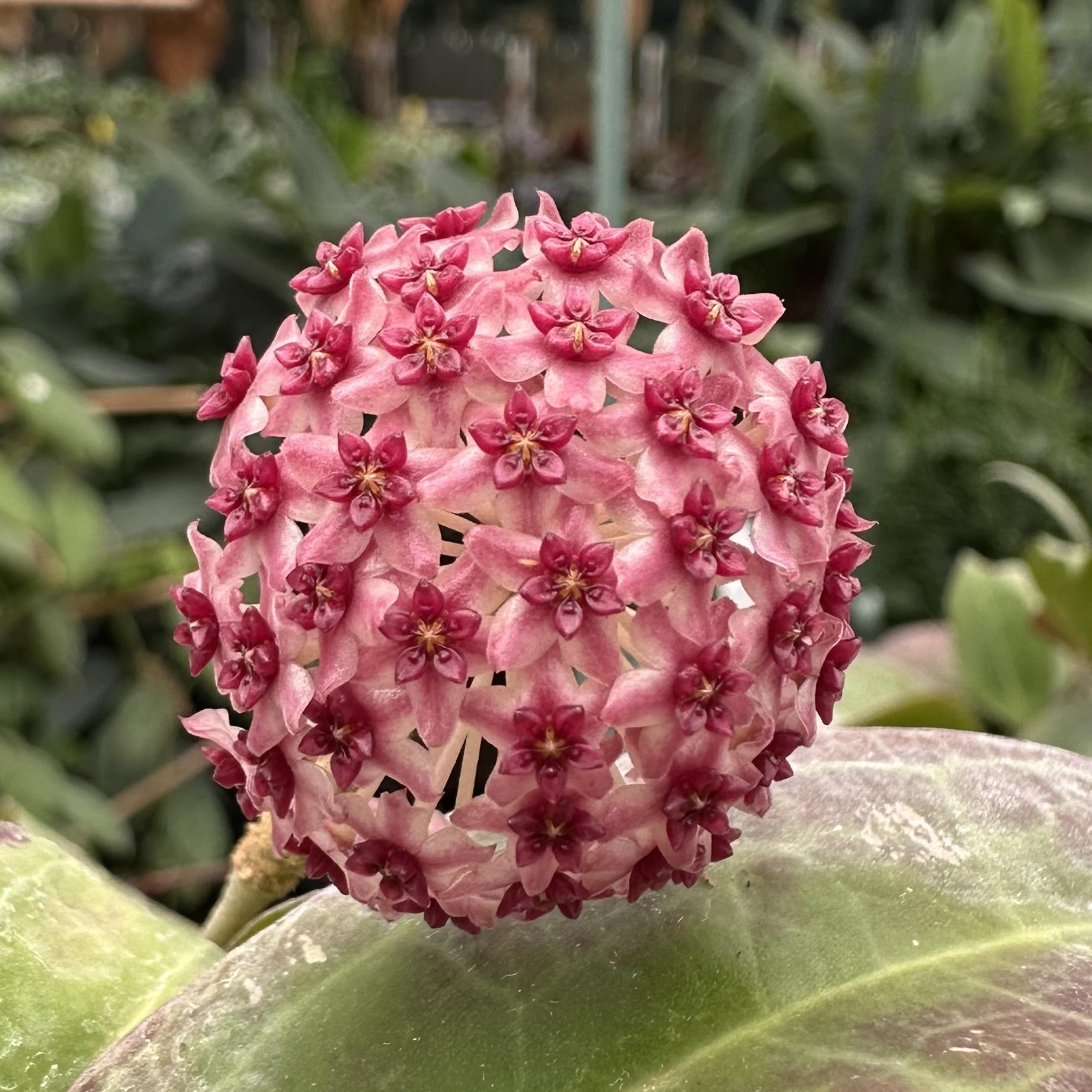 Rare Hoyas For Sale | Steve's Leaves Exotic Plants, Rare Tropicals & More