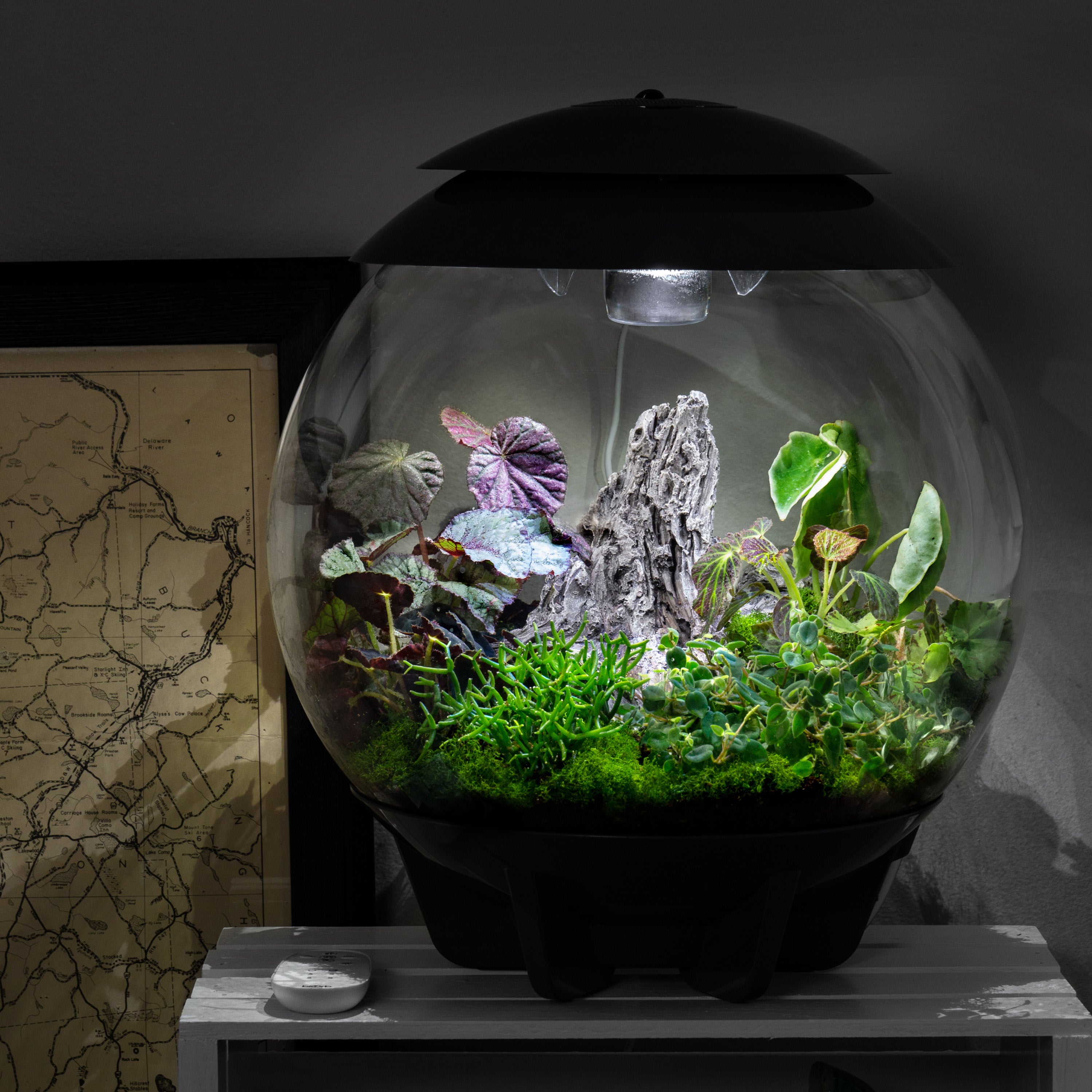 biOrb AIR 30 Terrarium Starter Packs – Steve's Leaves