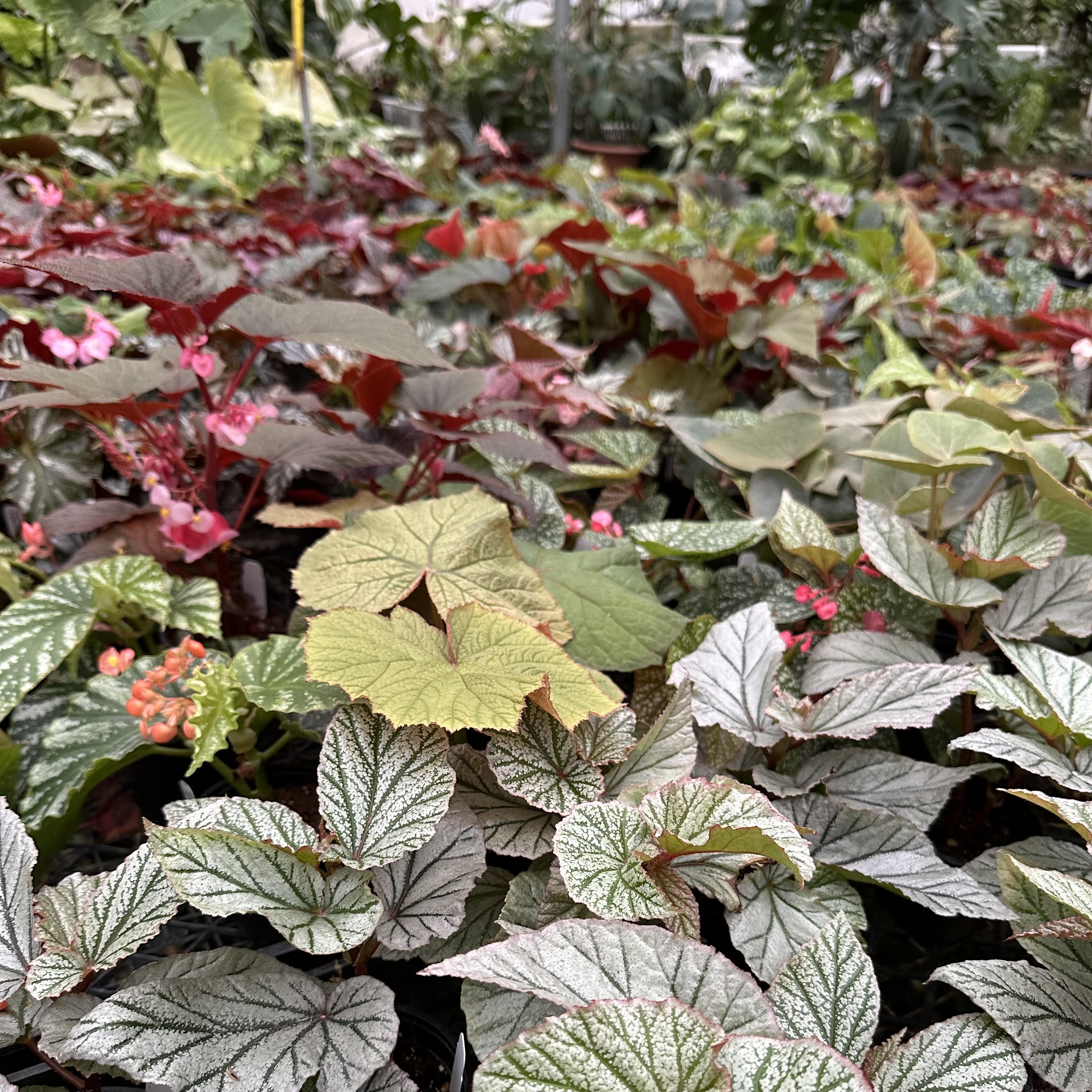 All Plants – Steve's Leaves