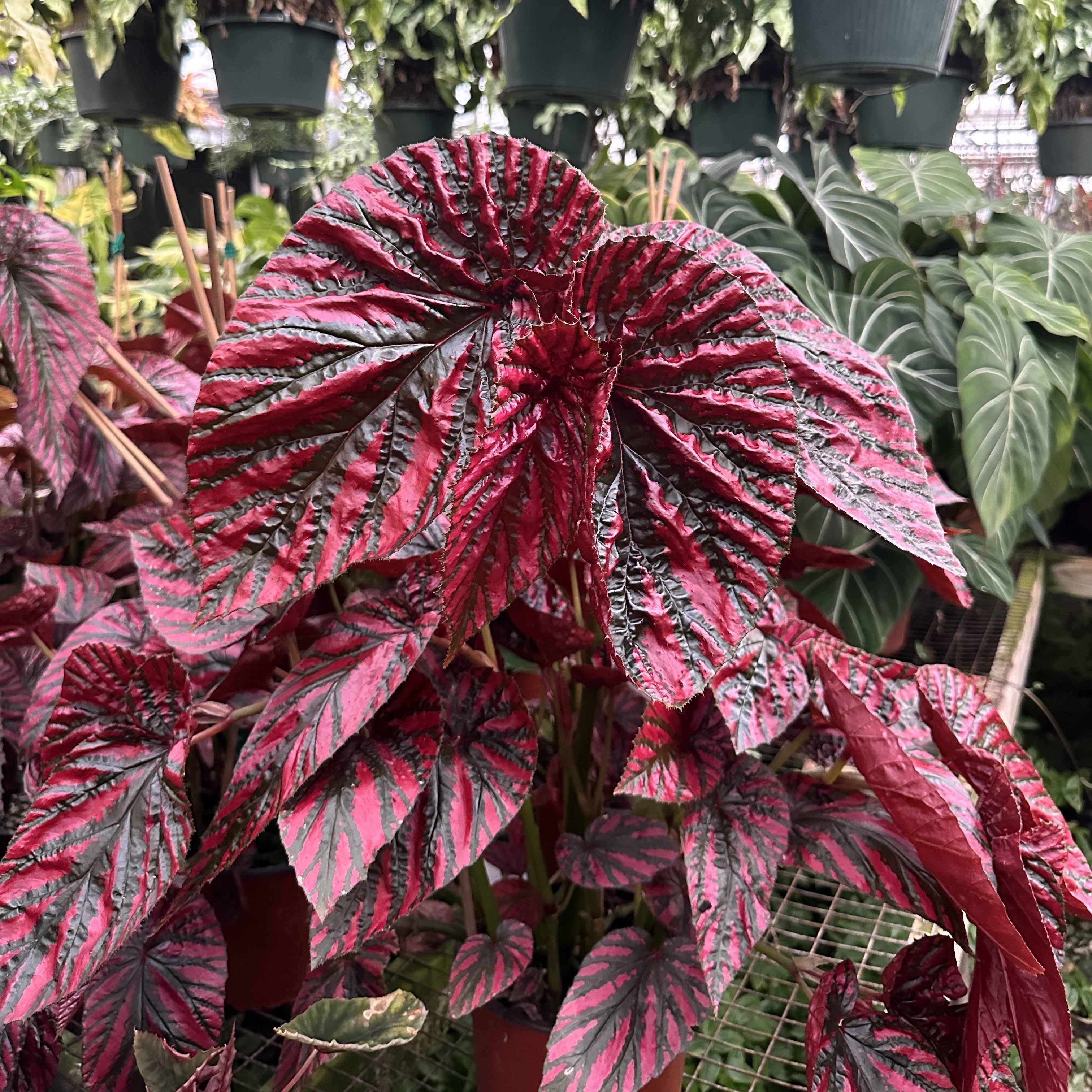 Advanced Plants Collection | Exotic Begonia, Monstera & More | Steve's ...