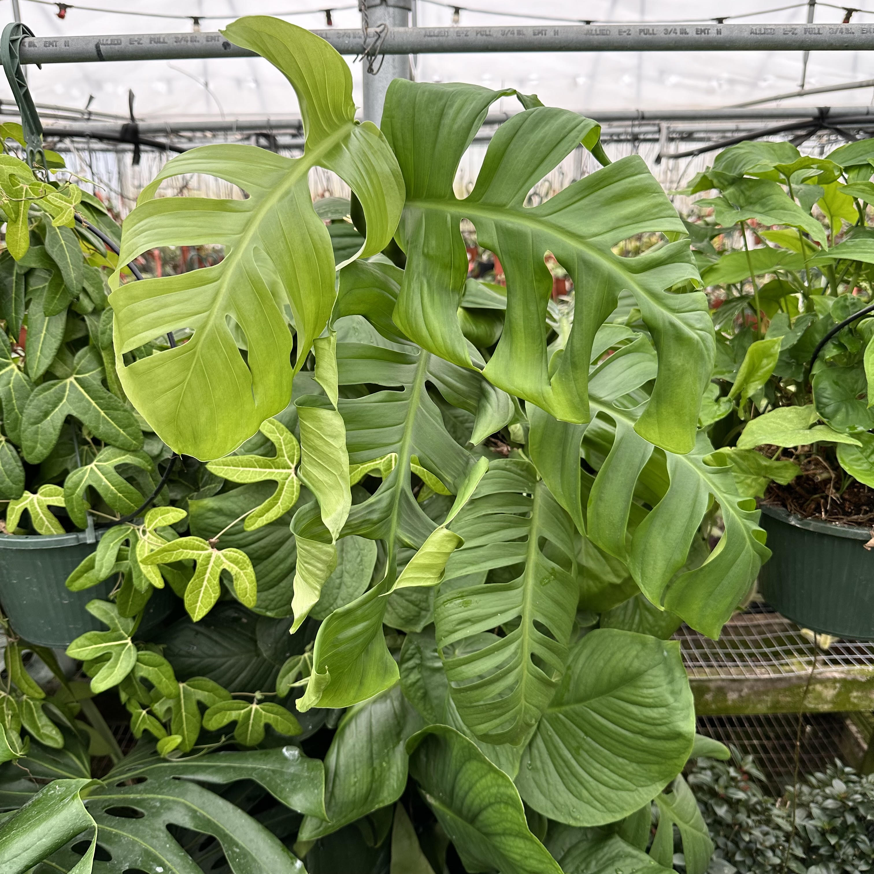 Monstera Collection | Large Leaf Plants | Steve's Leaves
