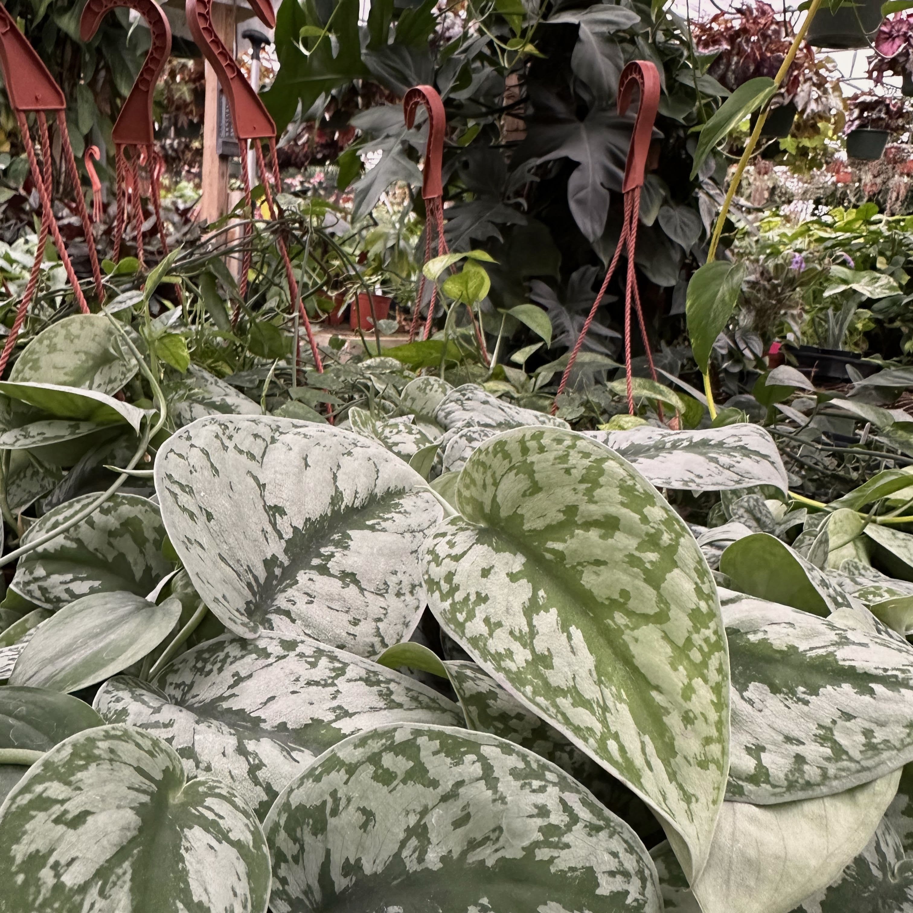 Scindapsus | Scindapsus Plant Varieties for Sale | Steve's Leaves