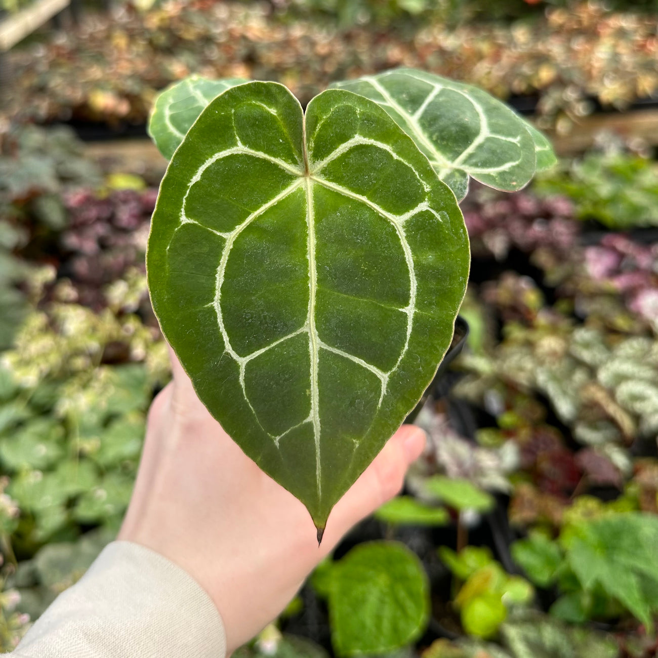 Rare & Hard to Find Aroids | Steve's Leaves Tropical House Plants – Page 2