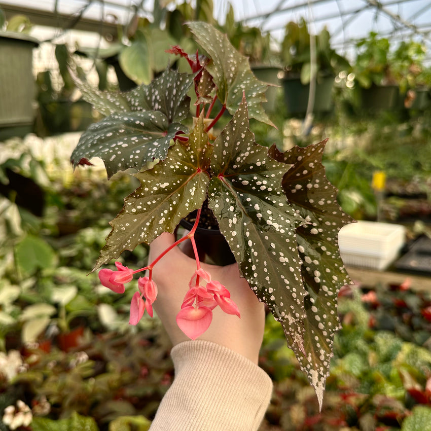 Bat Wings Begonia | Bold Foliage with Unique Shape | Steve's Leaves