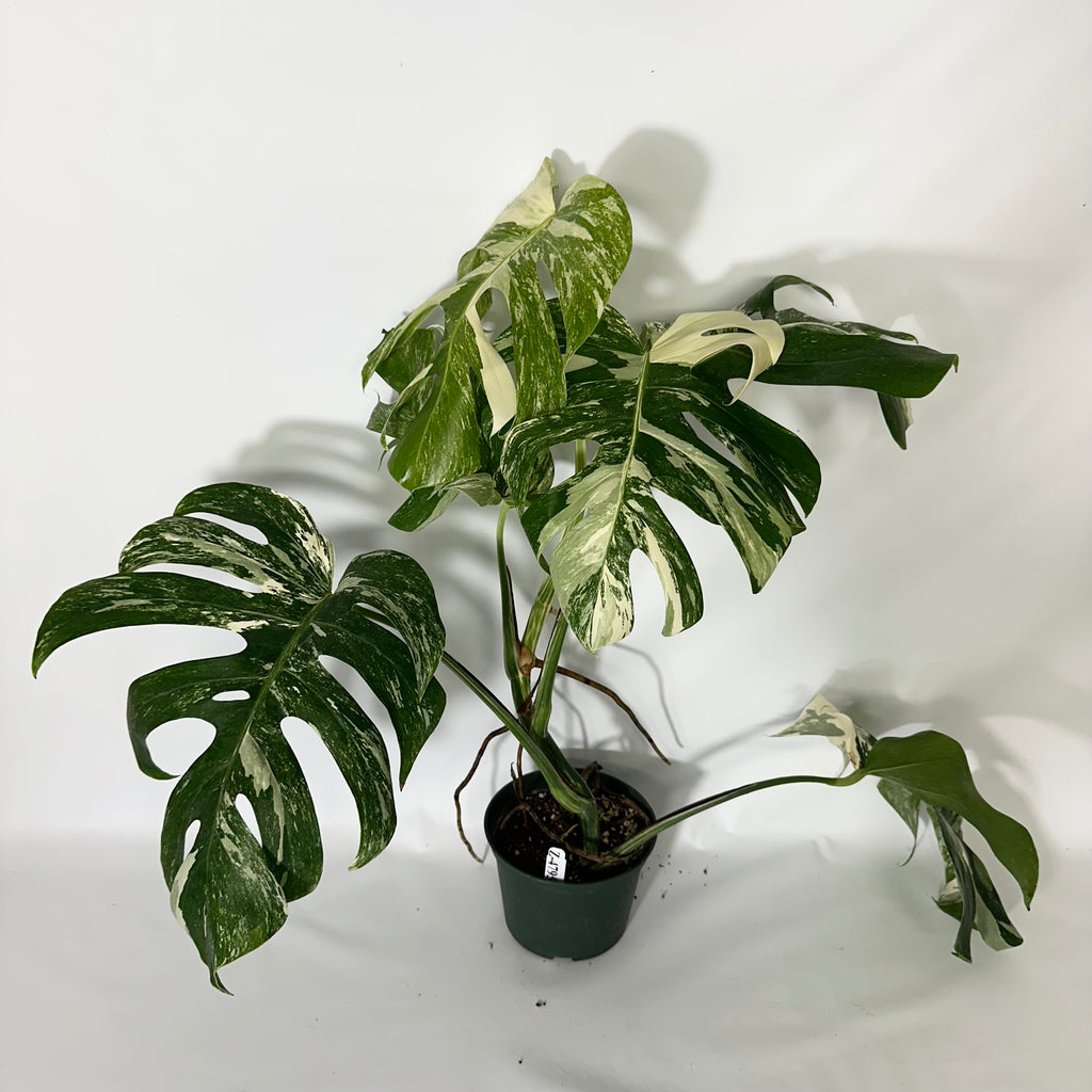 Z-4795 - Monstera deliciosa var. borsigiana albo-variegata – Steve's Leaves