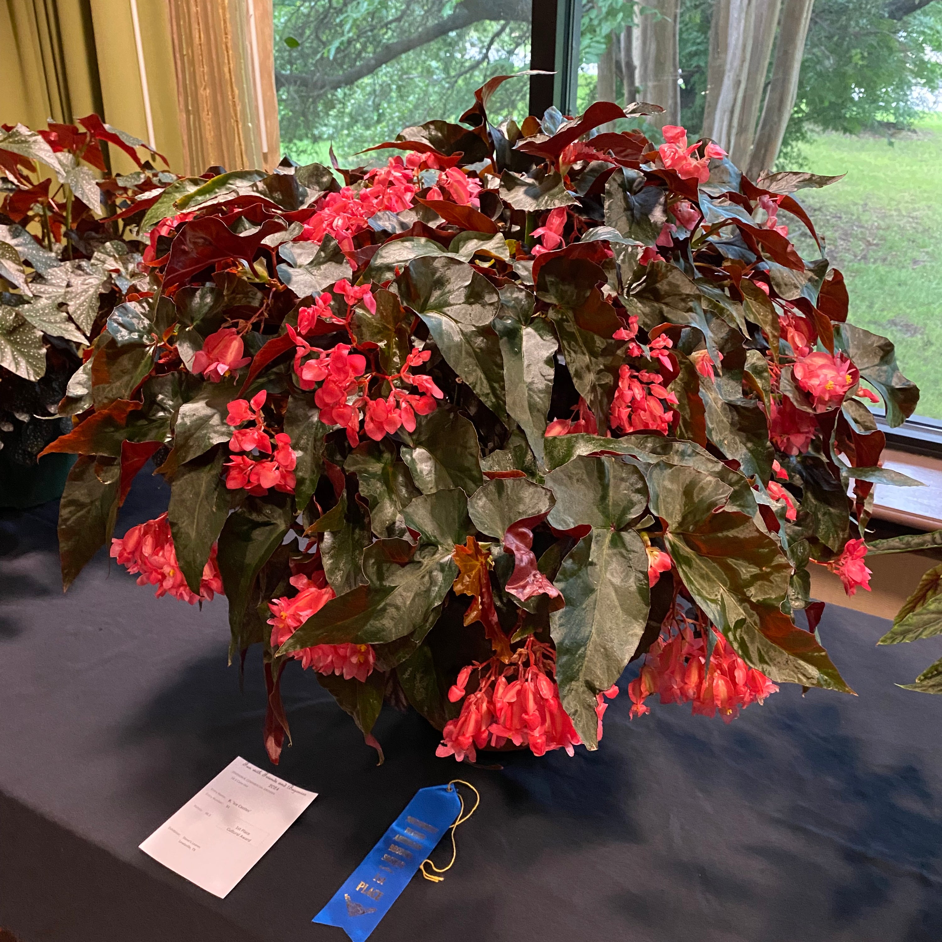 Begonia 'Ice Castles' | Steve's Leaves Begonia Exotic Plants