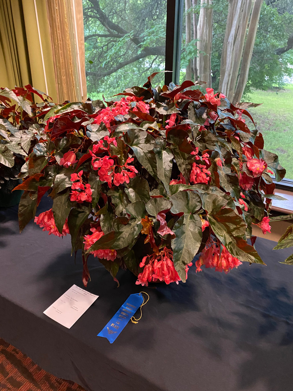 Begonia 'Ice Castles' | Steve's Leaves Begonia Exotic Plants