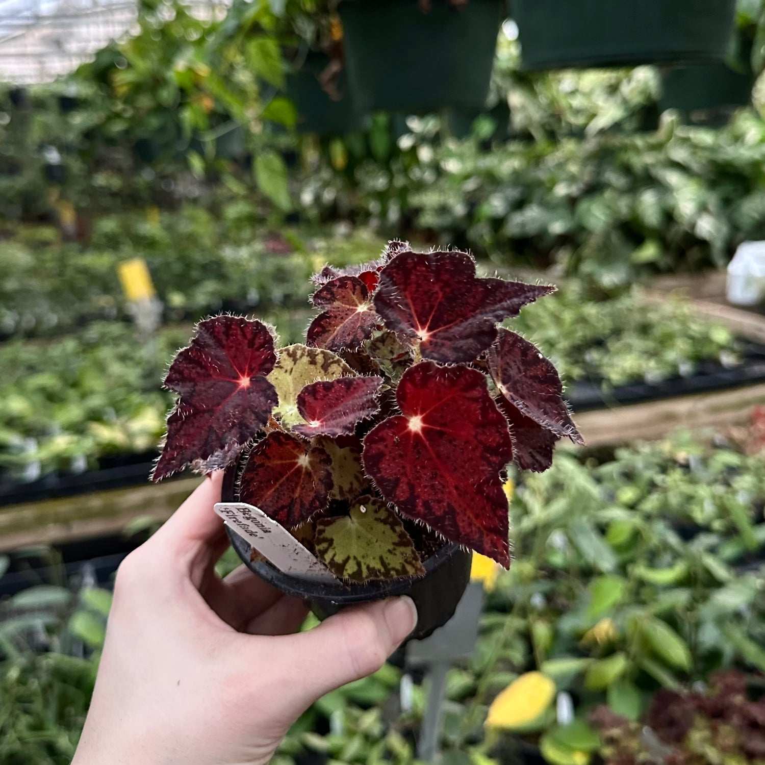 Begonia 'Firefade' | Steve's Leaves Begonia Exotic Plants