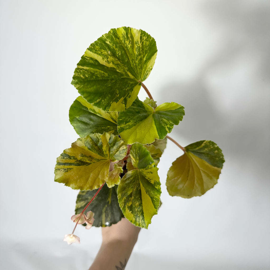 Z-4804 - Begonia cucullata (variegated) – Steve's Leaves