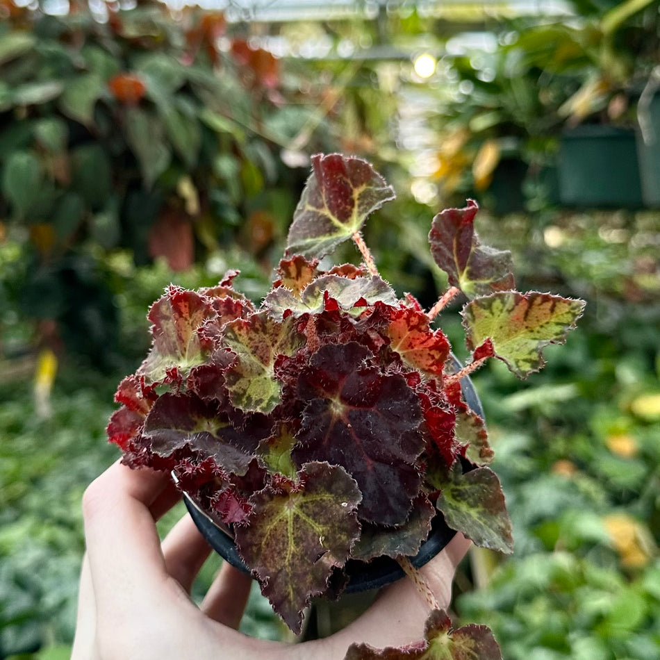 Begonia 'Madame O'Reilly' – Steve's Leaves