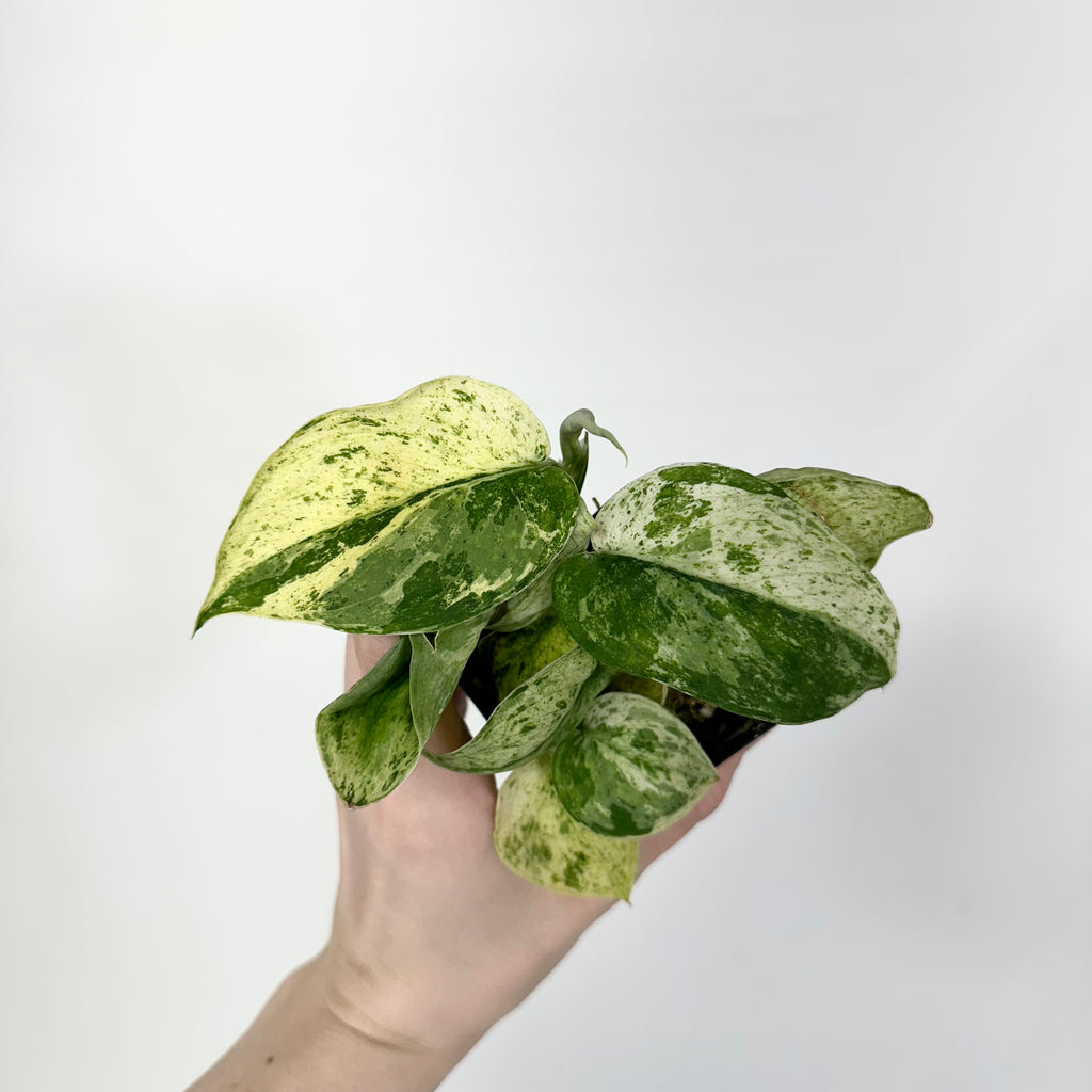 Z-4480 - Scindapsus pictus ‘Mangurai’ variegated – Steve's Leaves