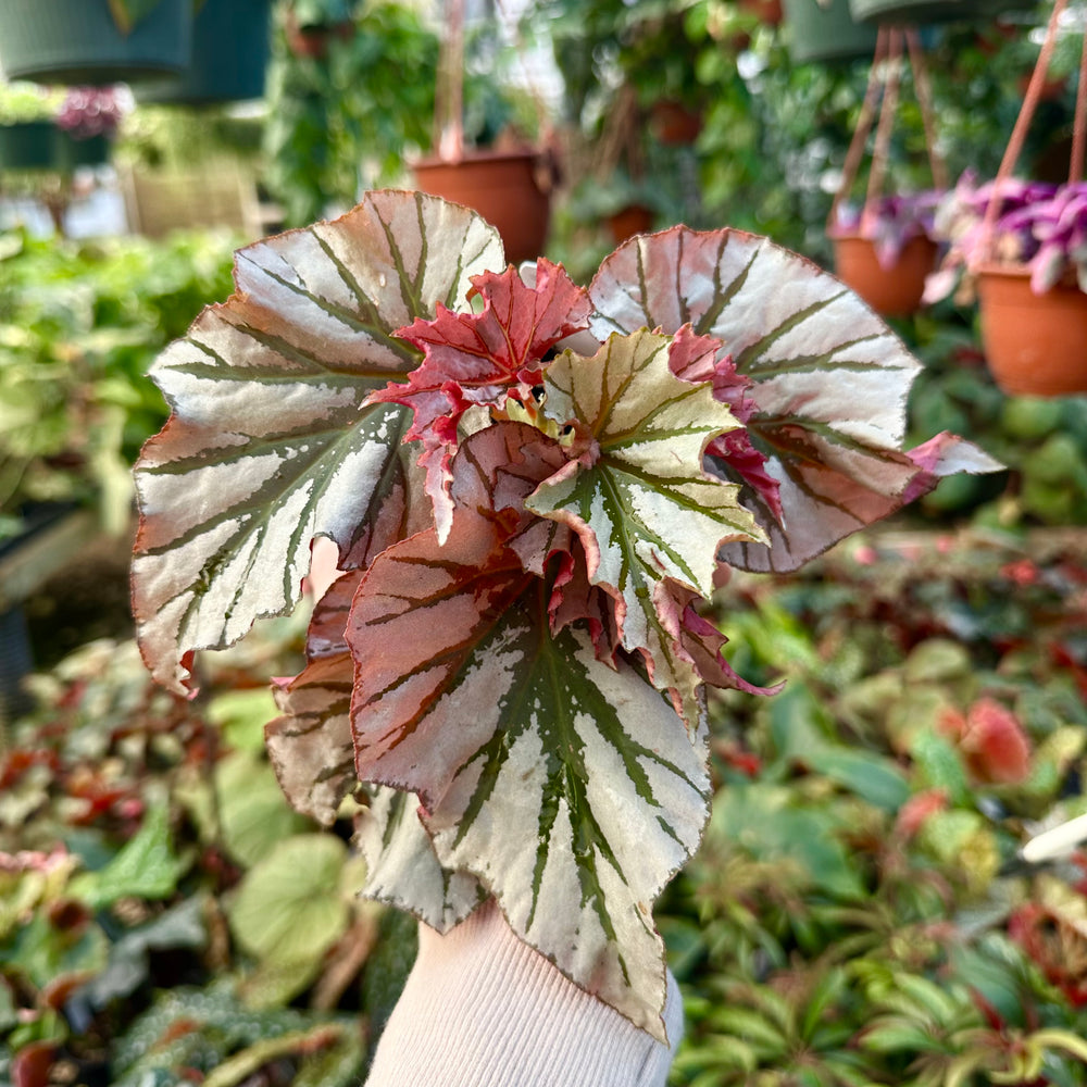 Begonia Looking Glass | Low Maintenance Houseplant | Steve's Leaves