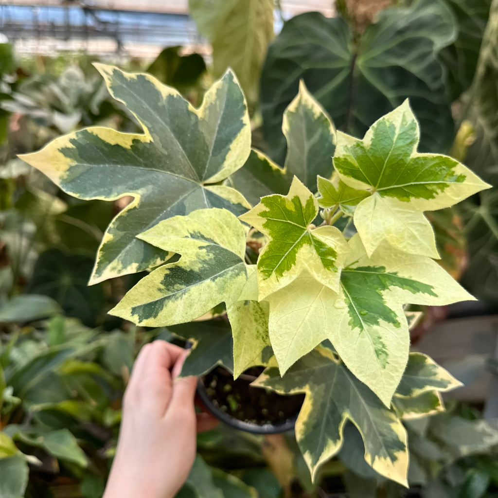 Fatshedera lizei 'Angyo Star' – Steve's Leaves