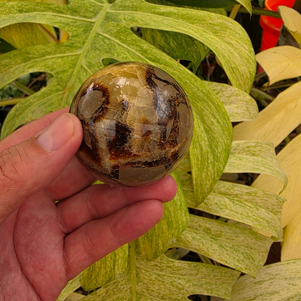 Septarian Sphere (13.32 oz _ SL-471) – Steve's Leaves