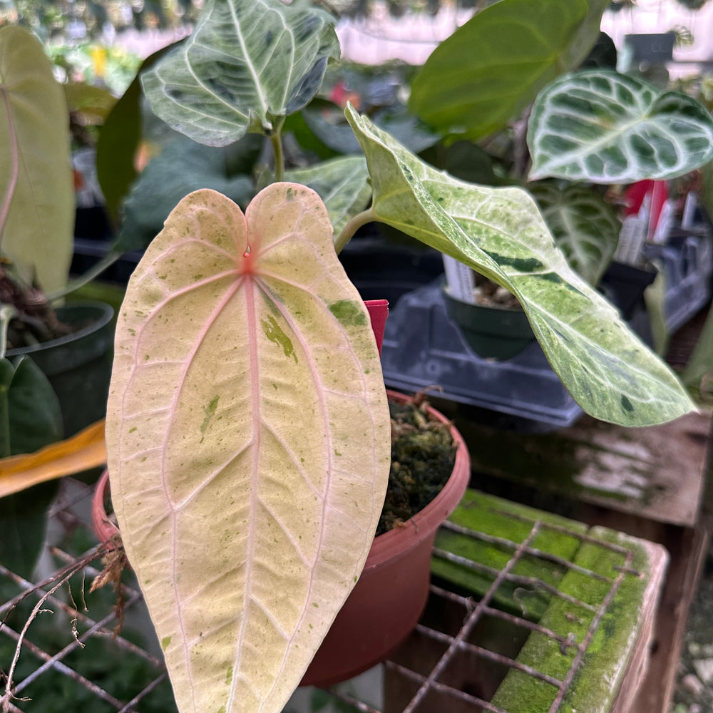 Aroids | Tropical Aroid Plants for Sale | Steve's Leaves – Page 2