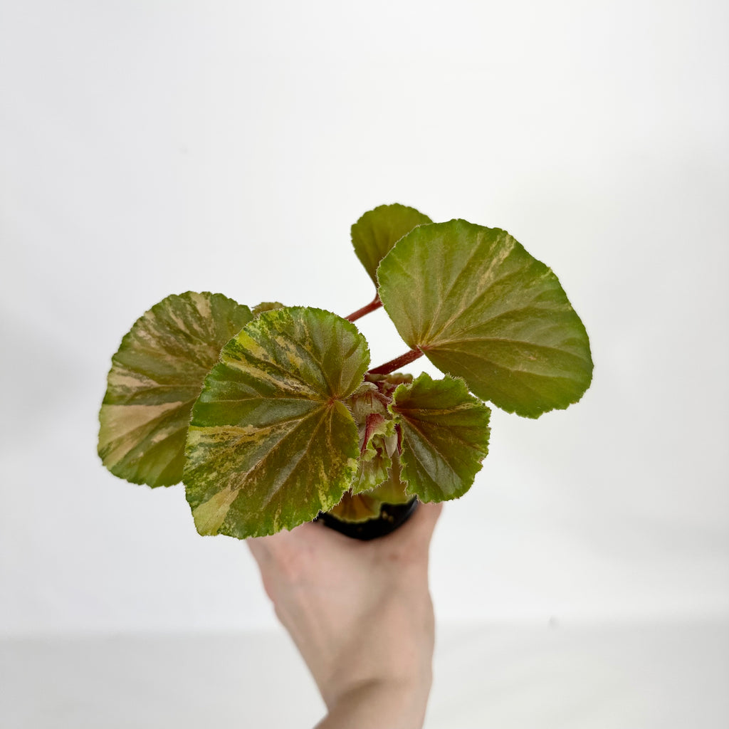 Z-4592 - Begonia cucullata (variegated) – Steve's Leaves