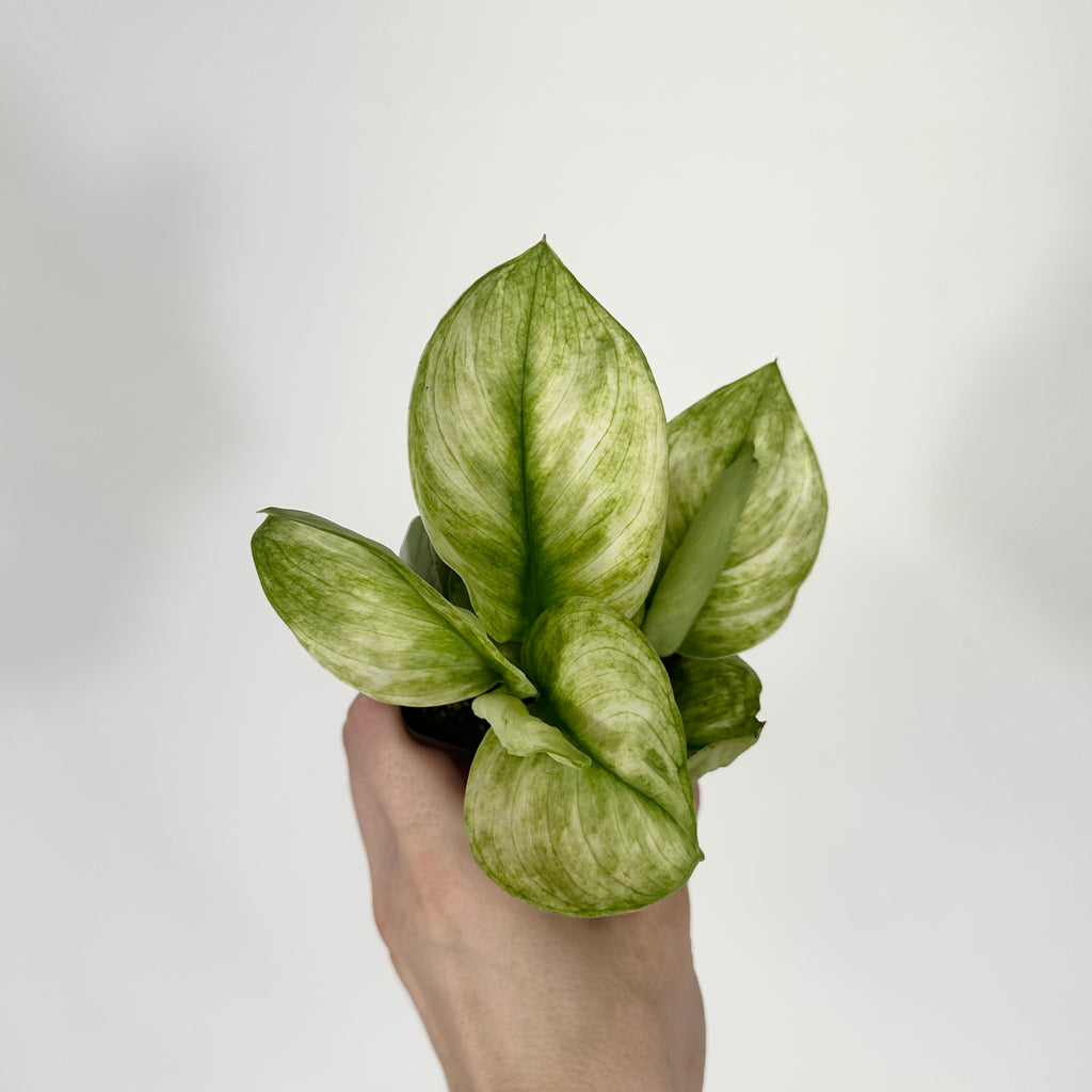 Z-4745 - Scindapsus treubii 'Moonlight Mint' – Steve's Leaves