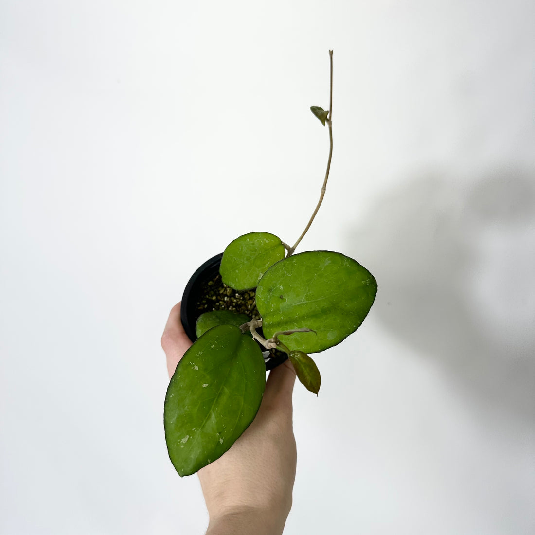 Rare Hoya Plants For Sale | Tropical & Exotic Houseplants | Steve's Leaves