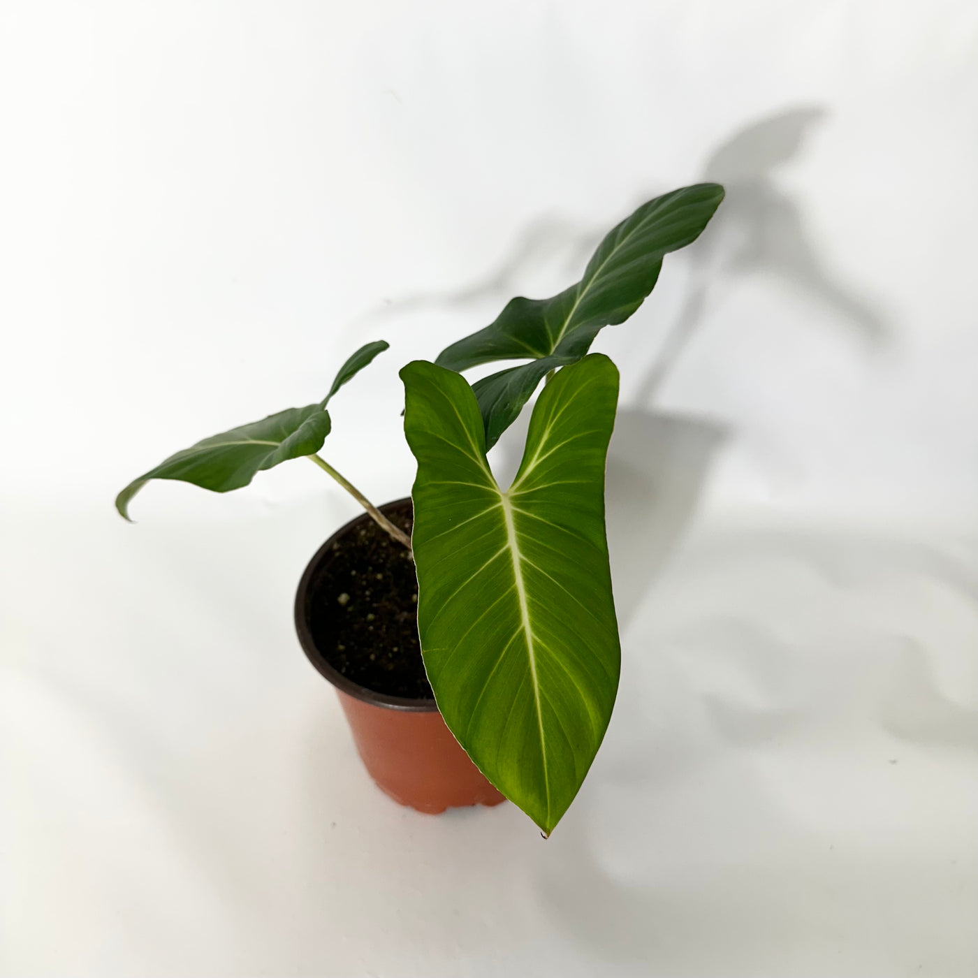 Aroids | Tropical Aroid Plants for Sale | Steve's Leaves