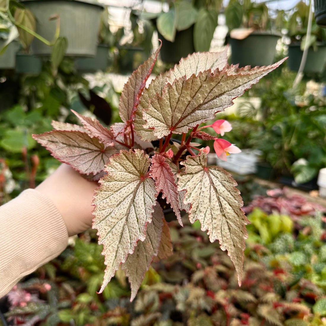 Begonia U549 | Steve's Leaves Begonia Exotic Plants