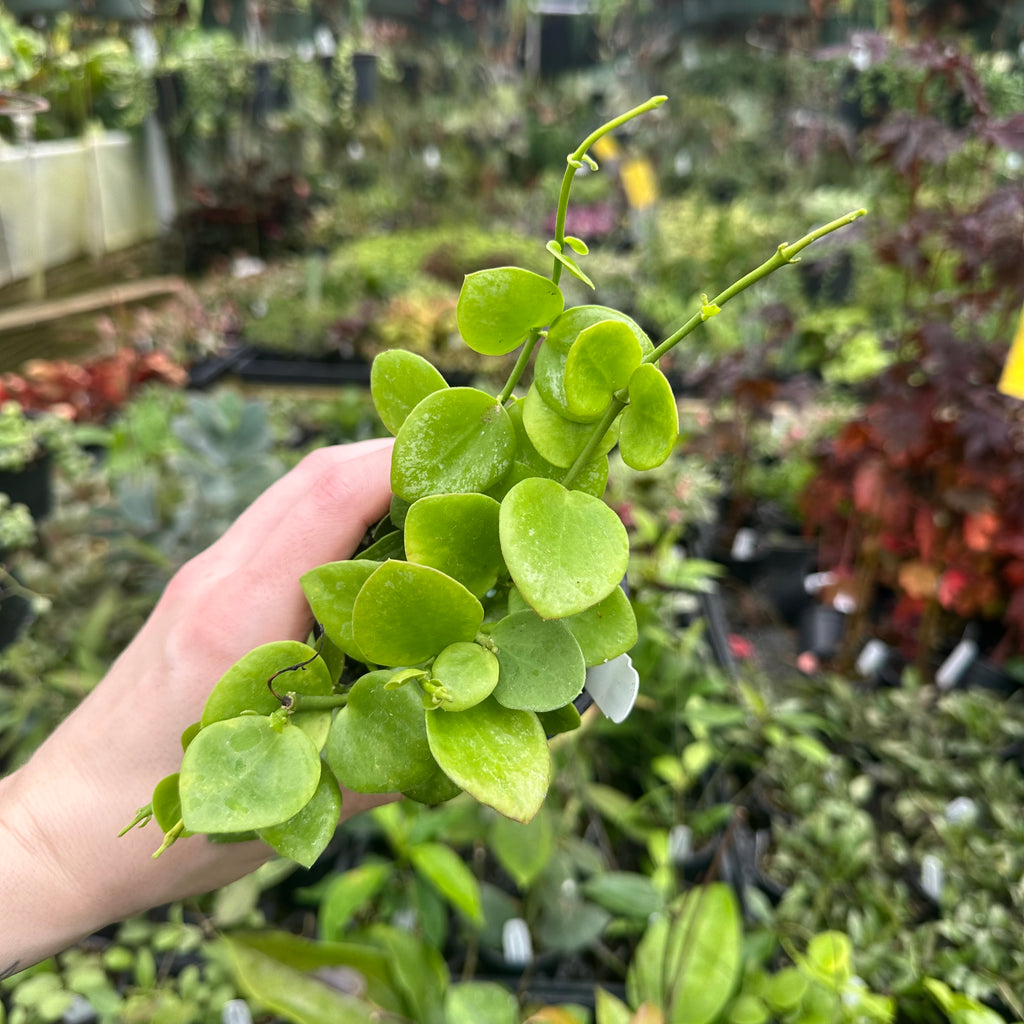 Hoya Biakensis | Light Green Succulent-Like Leaves Vine | Steve's Leaves