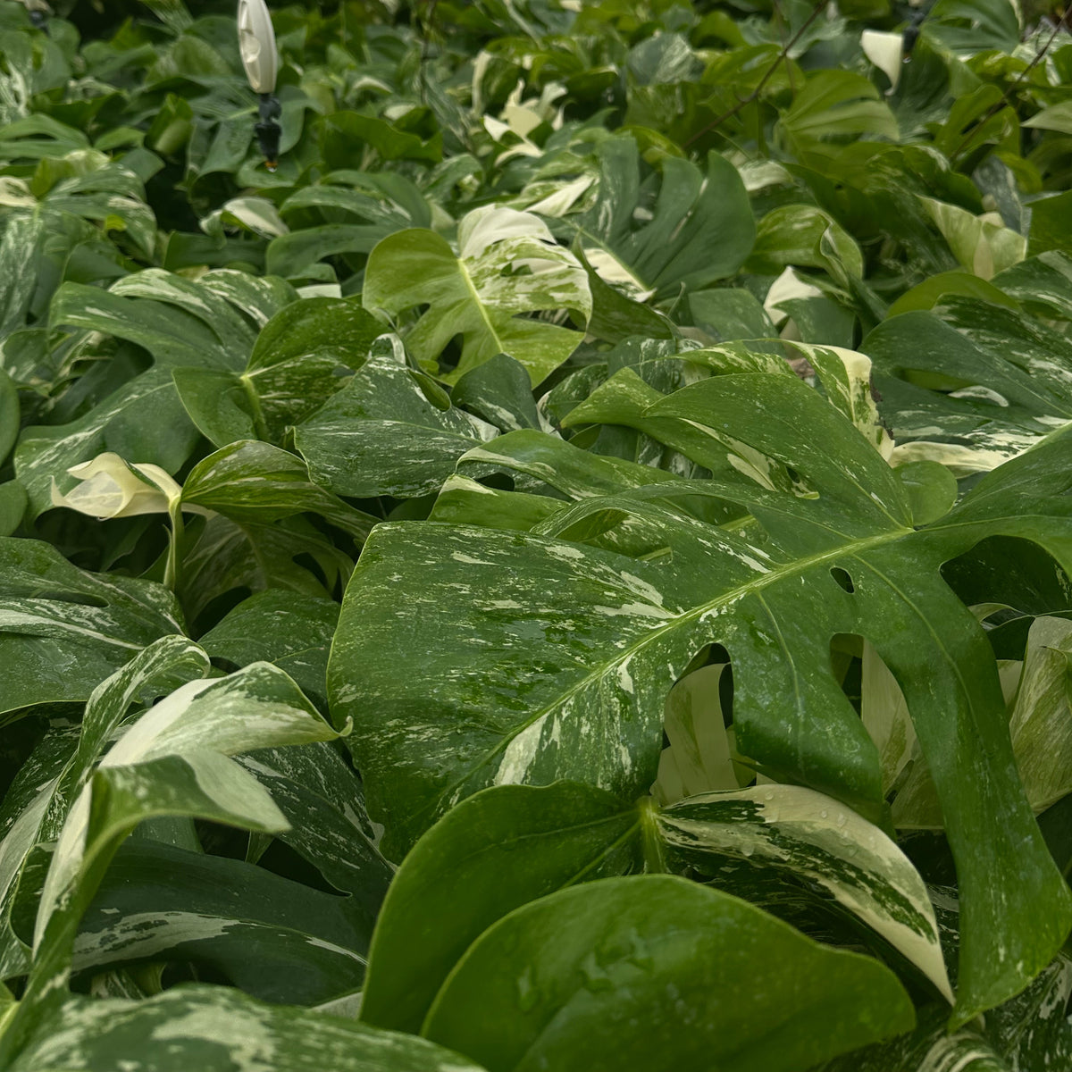 Aroids | Tropical Aroid Plants for Sale | Steve's Leaves