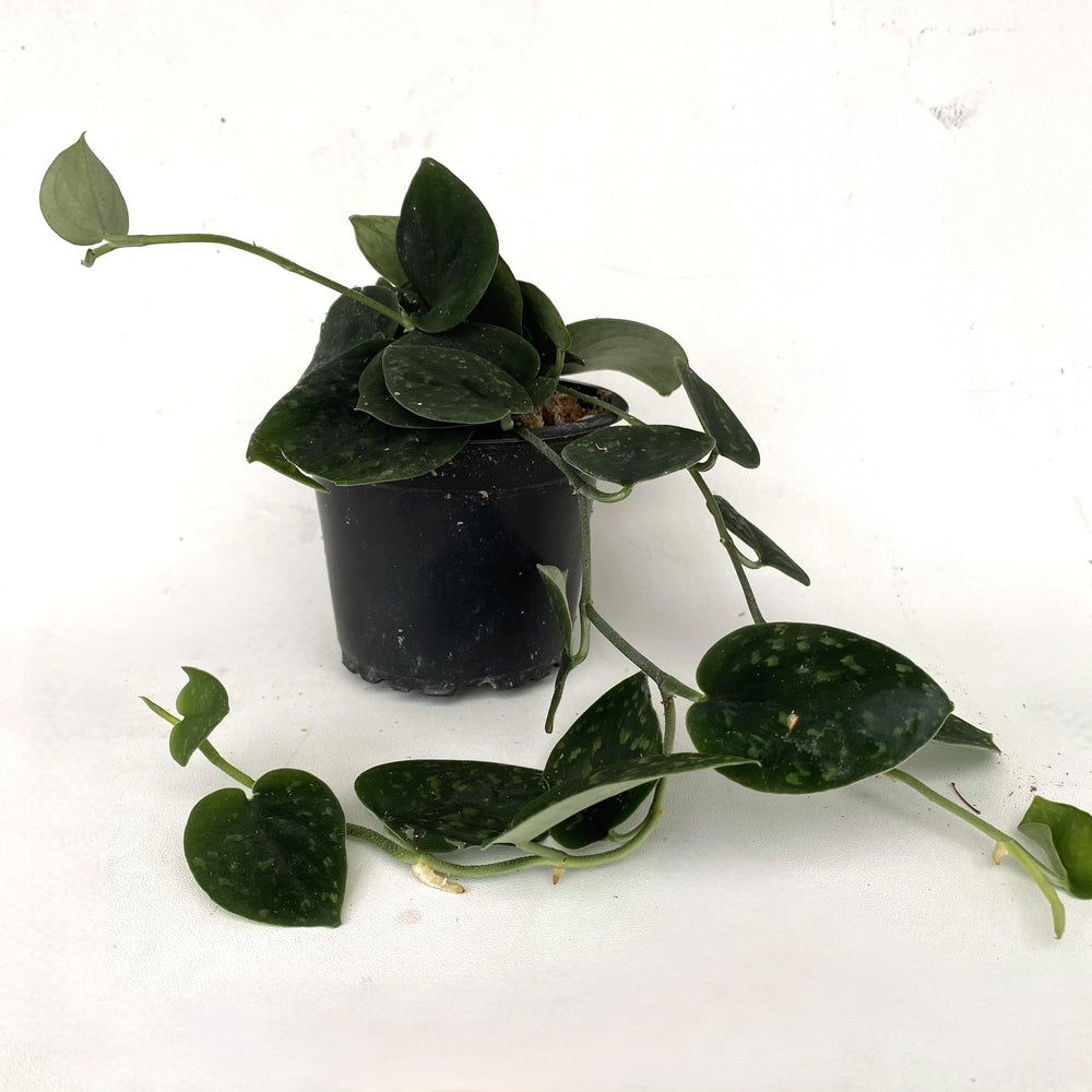 Scindapsus pictus "Green Form" (Hassk Juvenile Form) – Steve's Leaves