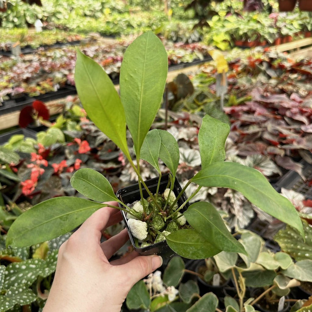 Anthurium gracile – Steve's Leaves