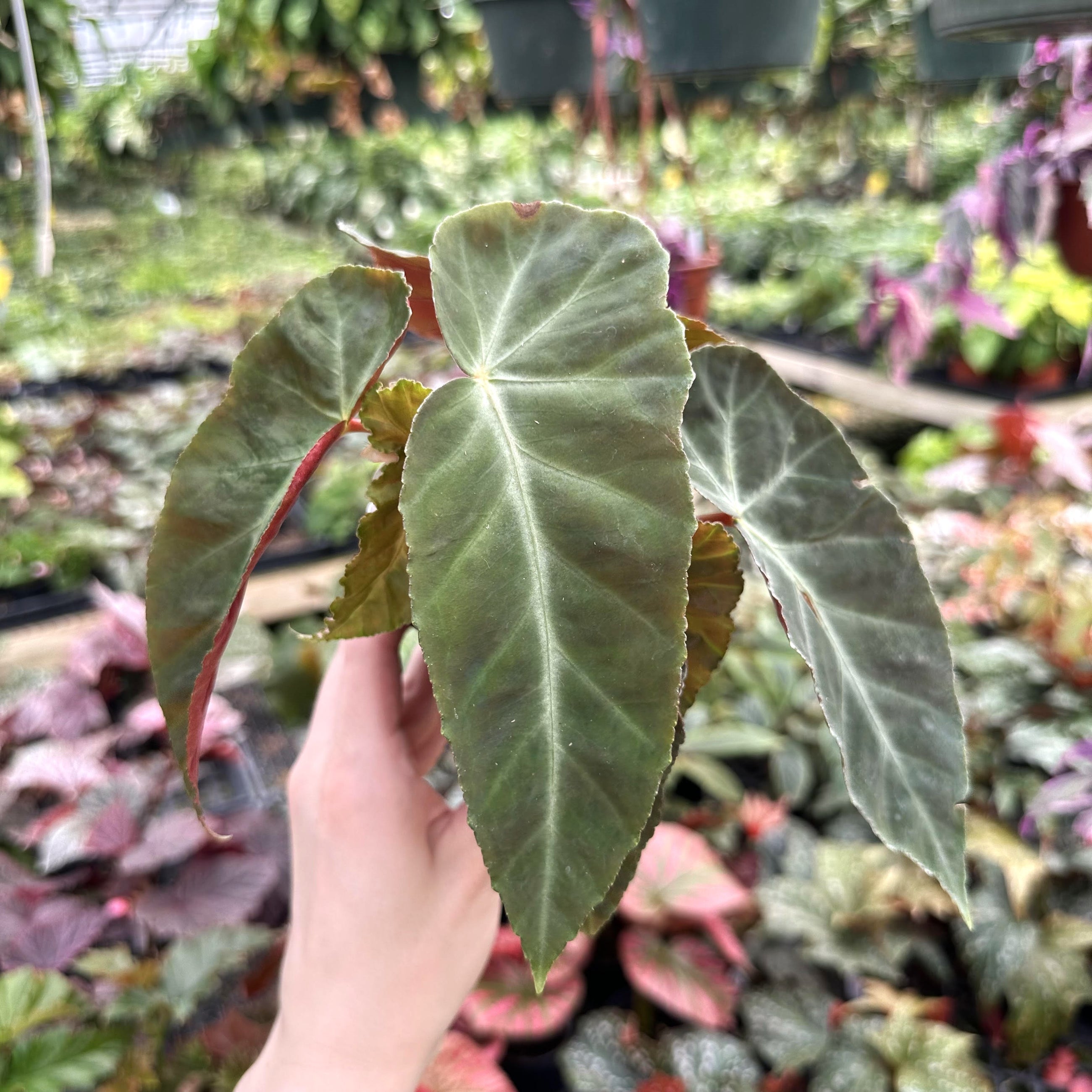 Begonia 'Grey Feather' | Steve's Leaves Begonia Exotic Plants