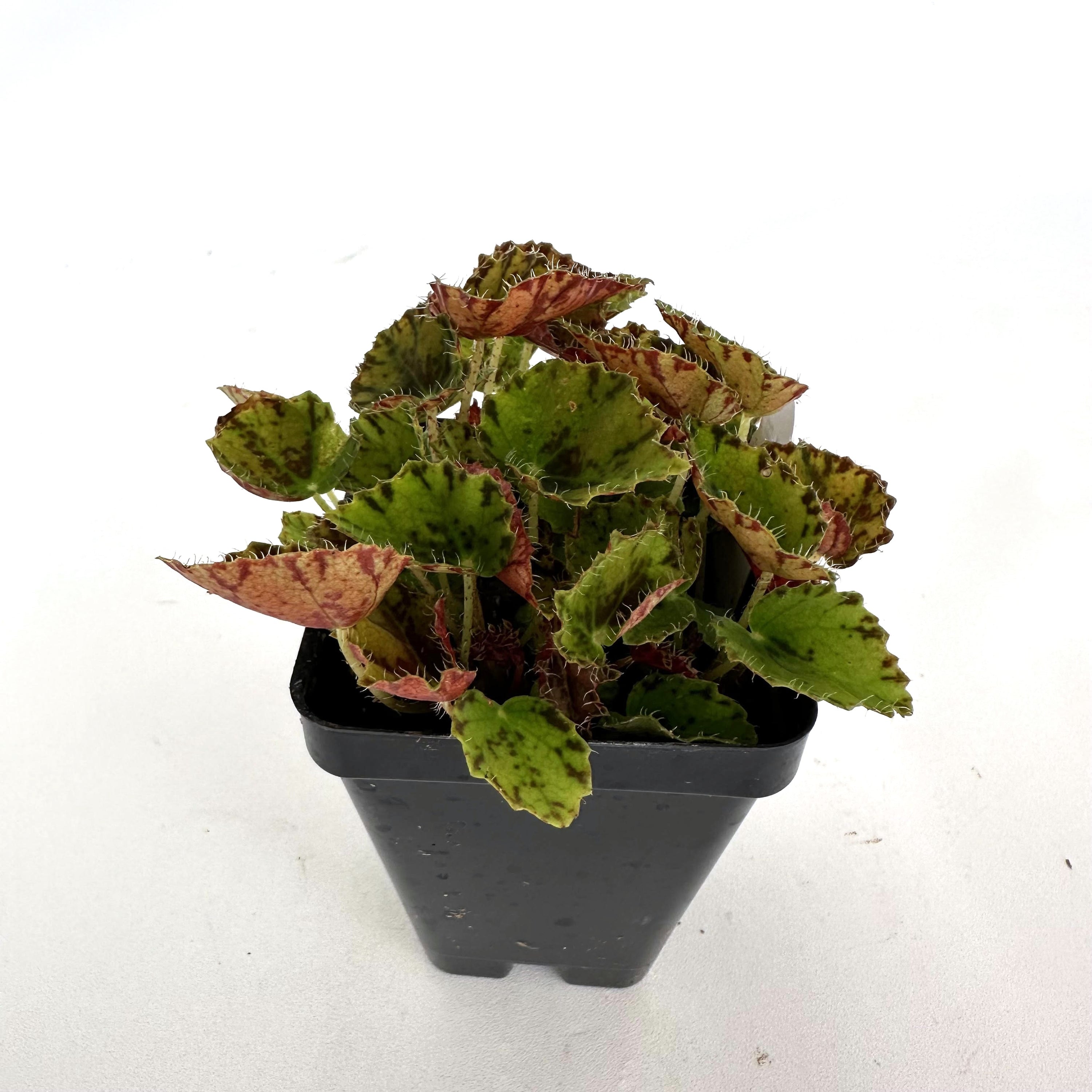 Begonia 'Dancing Vera' | Steve's Leaves Begonia Exotic Plants