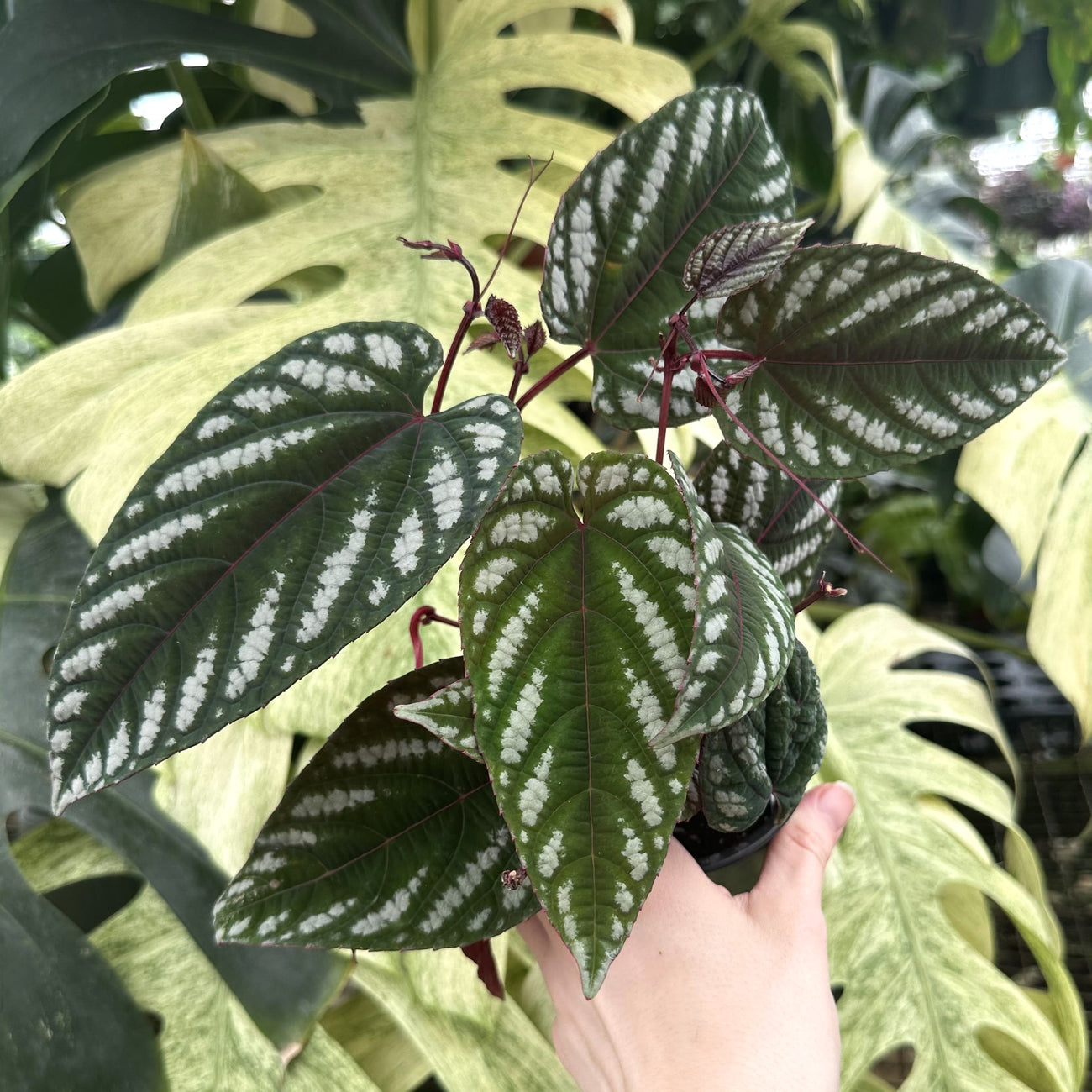 Cissus Discolor Climbing Rex Begonia | Fast Growing Plants | Steve's Leaves