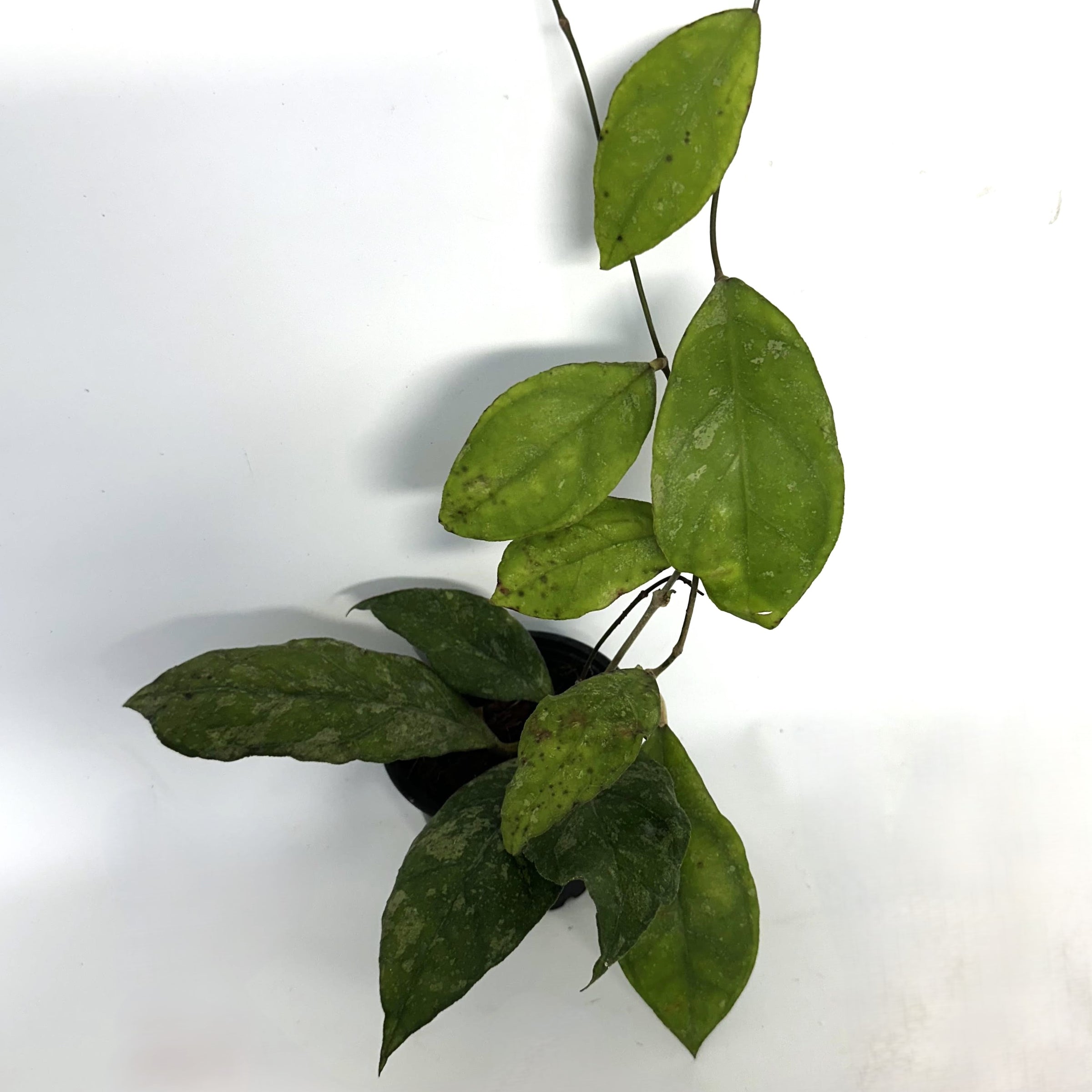 Hoya finlaysonii ‘Chicken Farm’ – Steve's Leaves