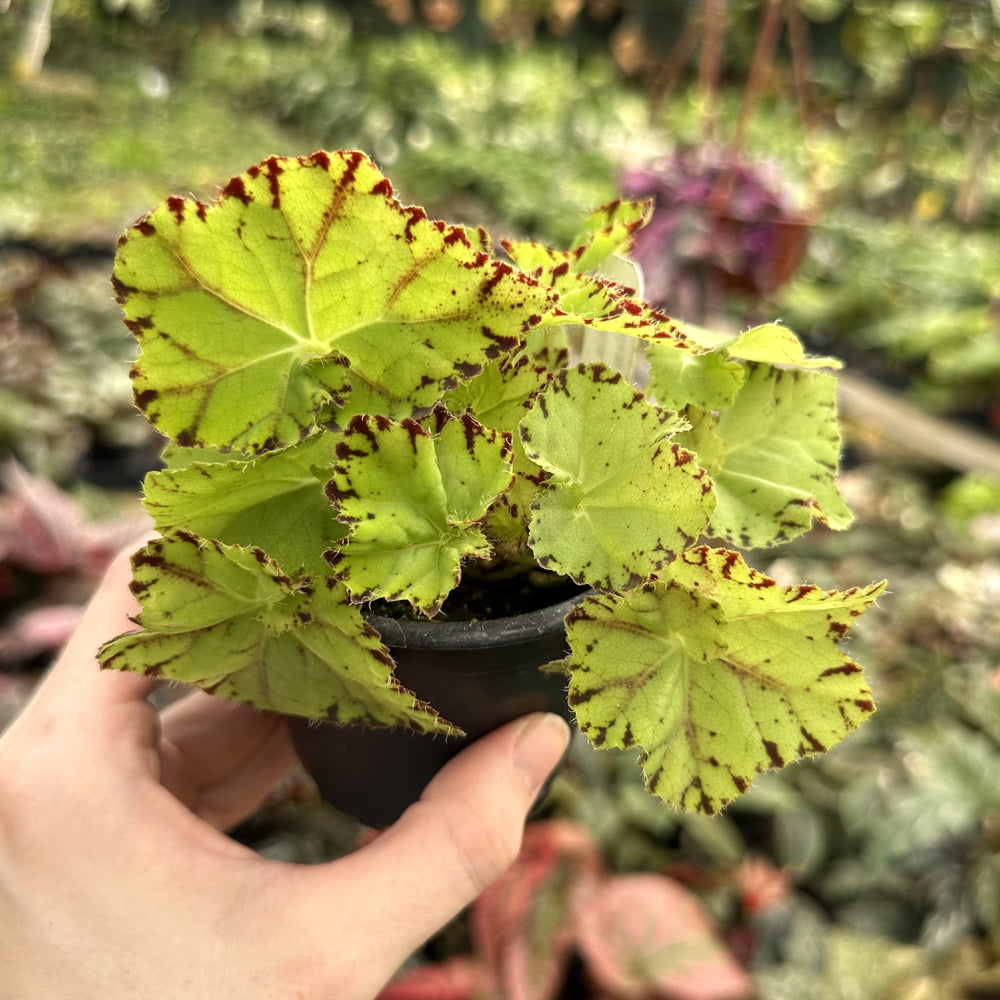 Begonias for Sale | Buy Live Exotic Begonia Plants Online | Steve's ...