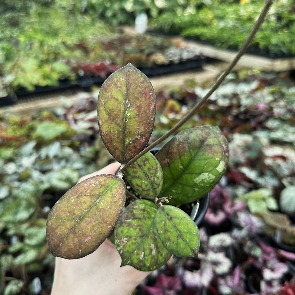 Hoya 'Irina' – Steve's Leaves