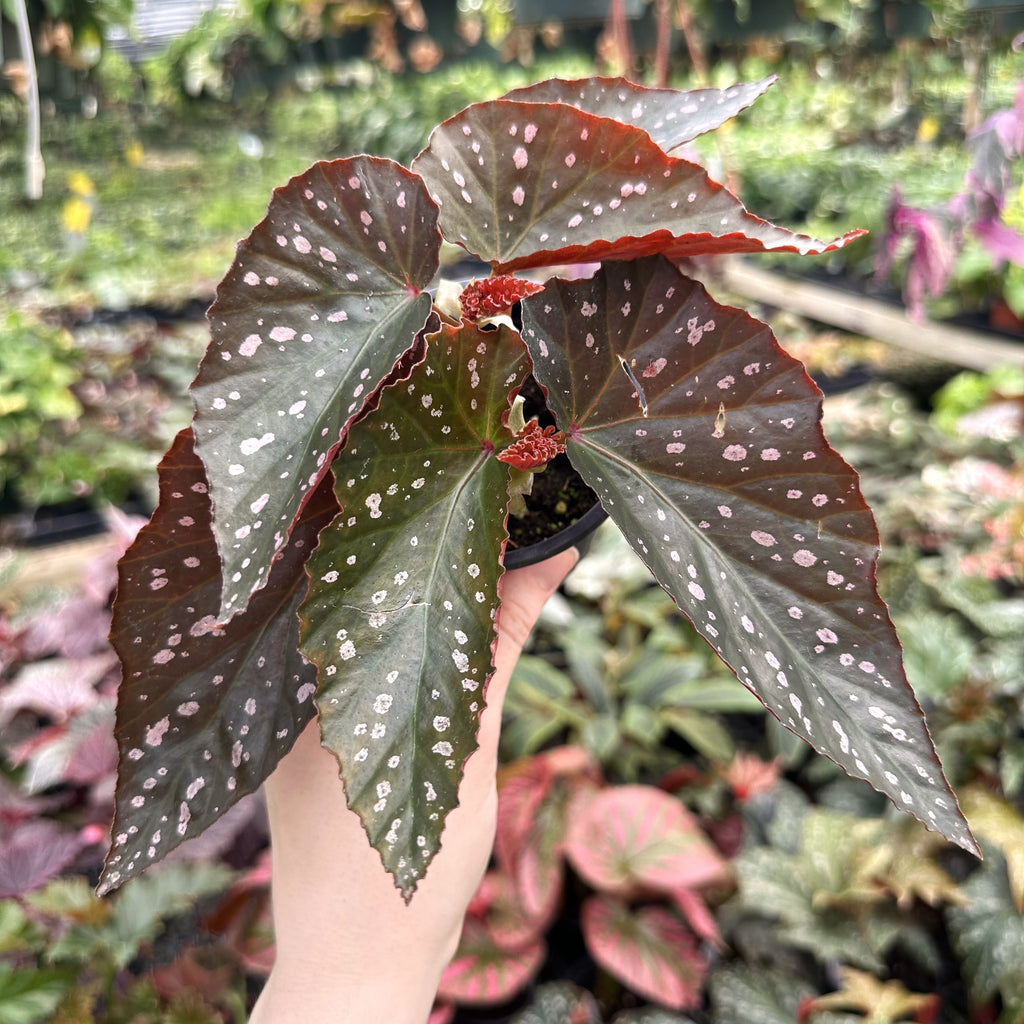 Begonia 'Dotsy' | Steve's Leaves Begonia Exotic Plants