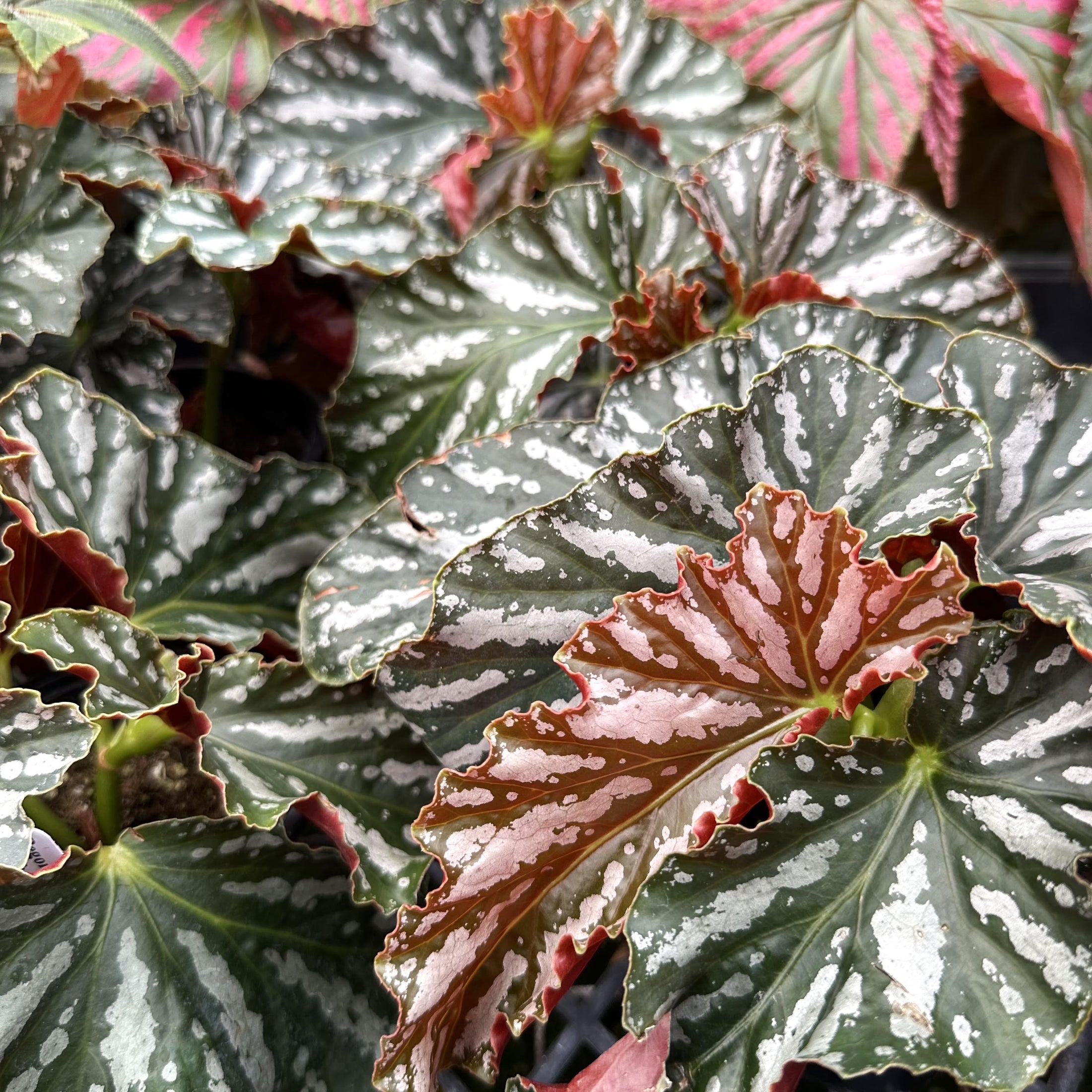 Begonia 'Catherine Too' | Steve's Leaves Begonia Exotic Plants