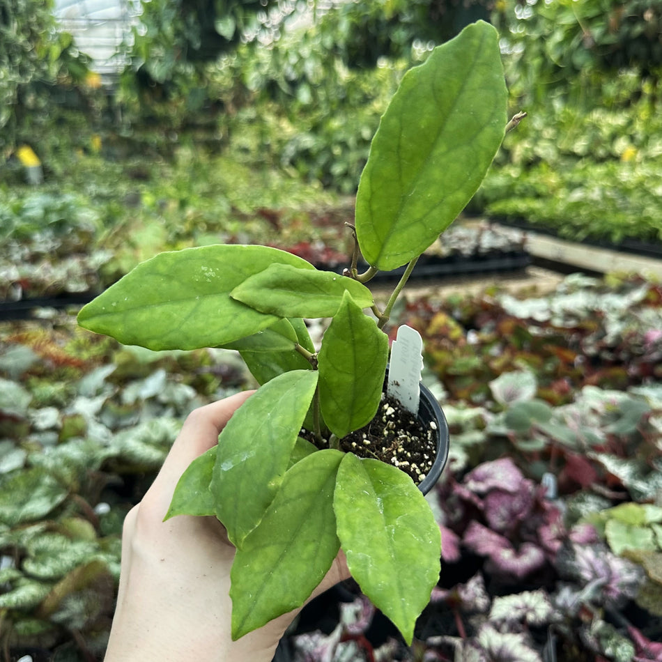Hoya 'Golden Eye' – Steve's Leaves