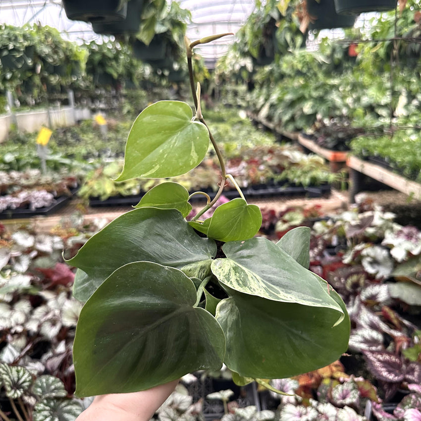 Aroid Plants | Rare Aroid Houseplants for Sale | Steve's Leaves – Page 2