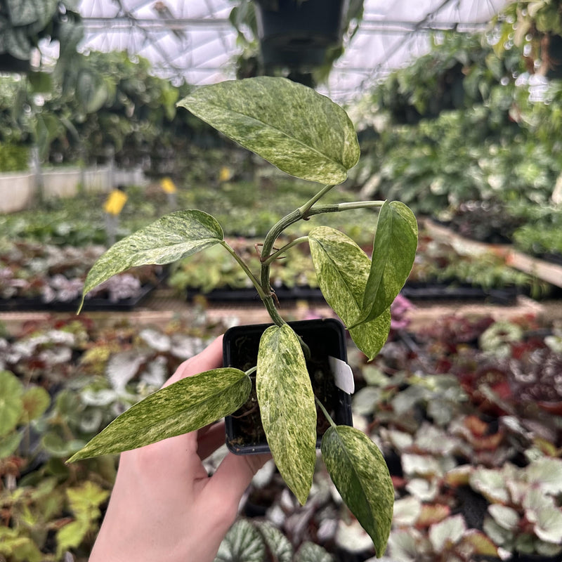 Aroid Plants | Rare Aroid Houseplants for Sale | Steve's Leaves – Page 2