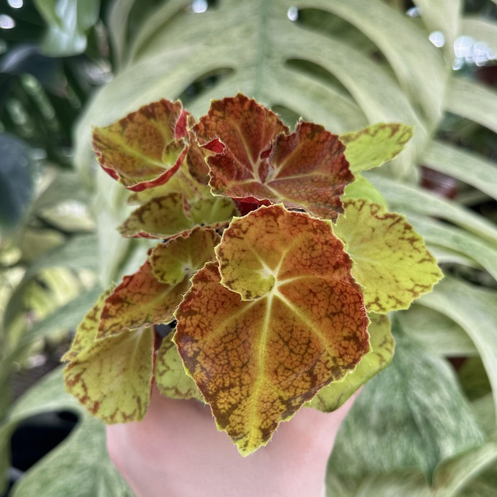 Begonias for Sale | Buy Live Exotic Begonia Plants Online | Steve's ...