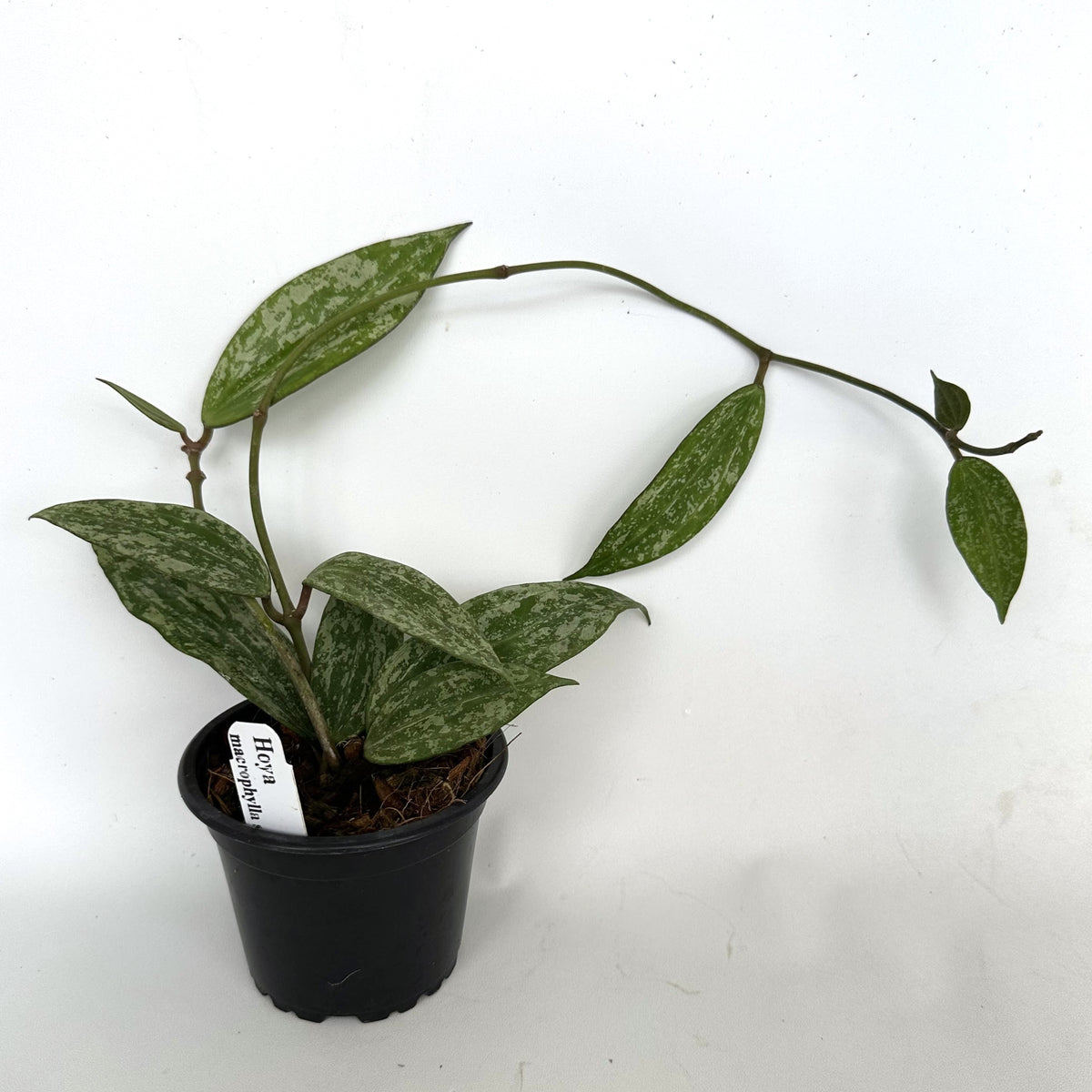 Hoya macrophylla (Splash) – Steve's Leaves